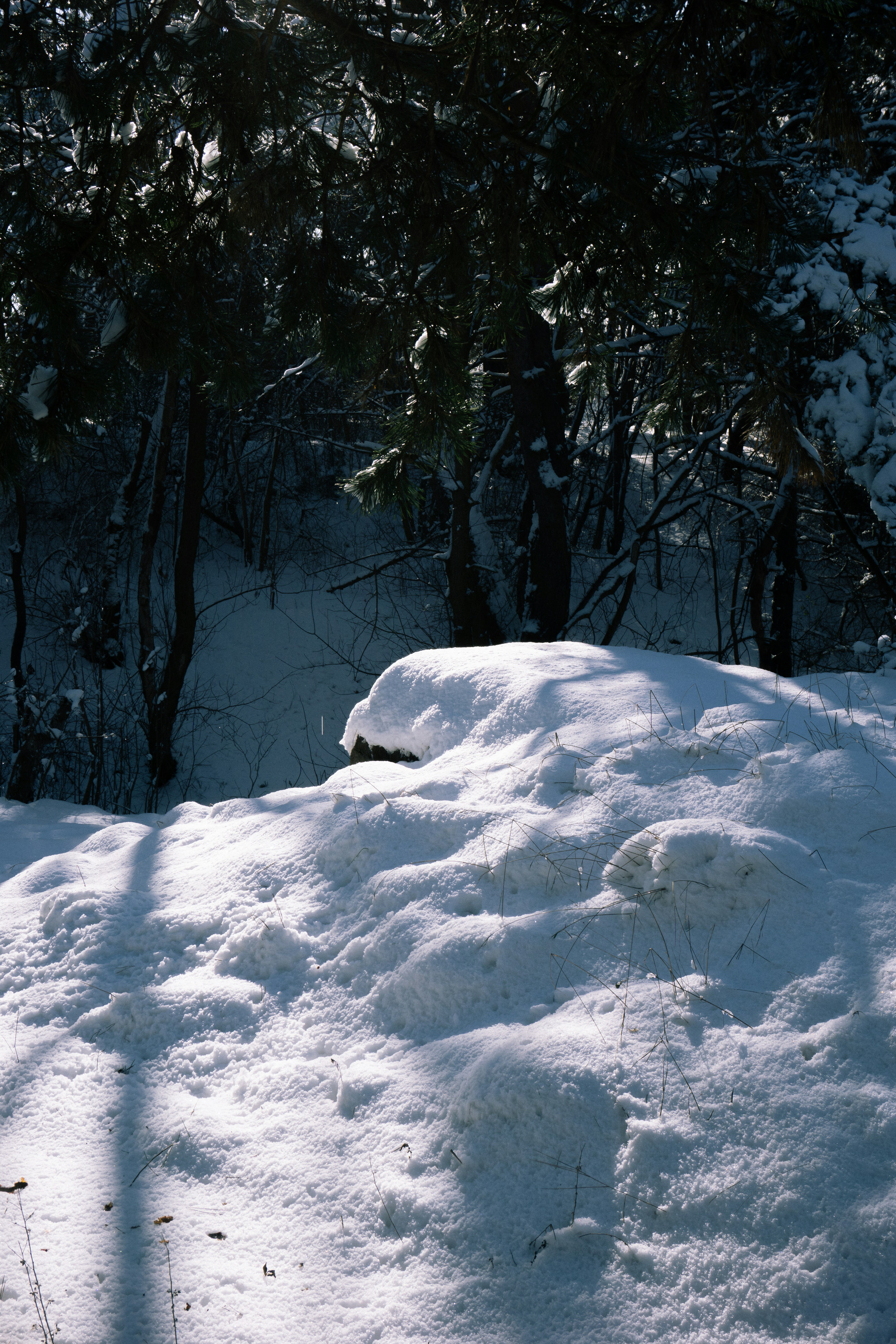 Snow-Curved Ridge Under Silent Pines