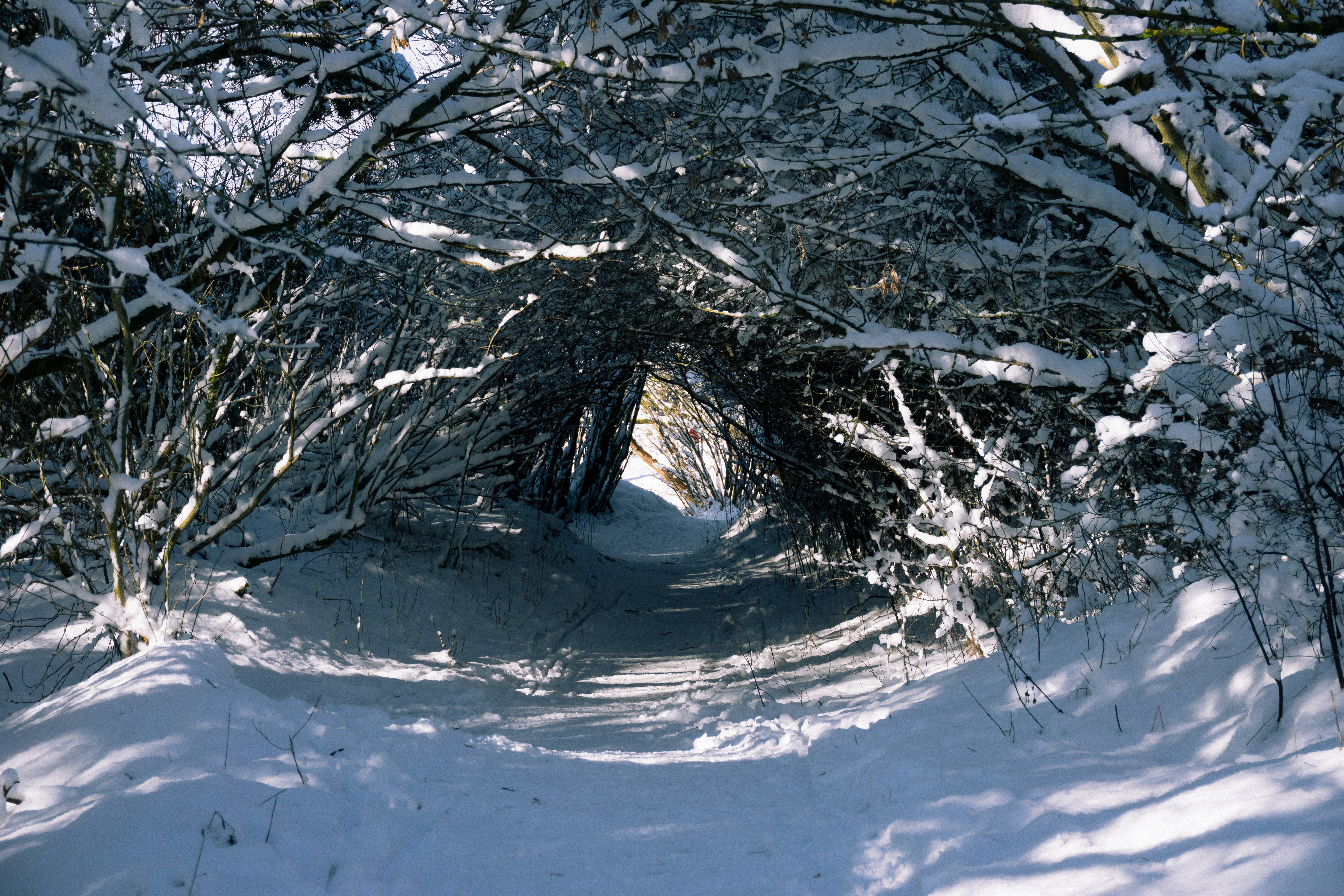 Snow-Laced Tunnel to Light: A Frosted Corridor of Branches
