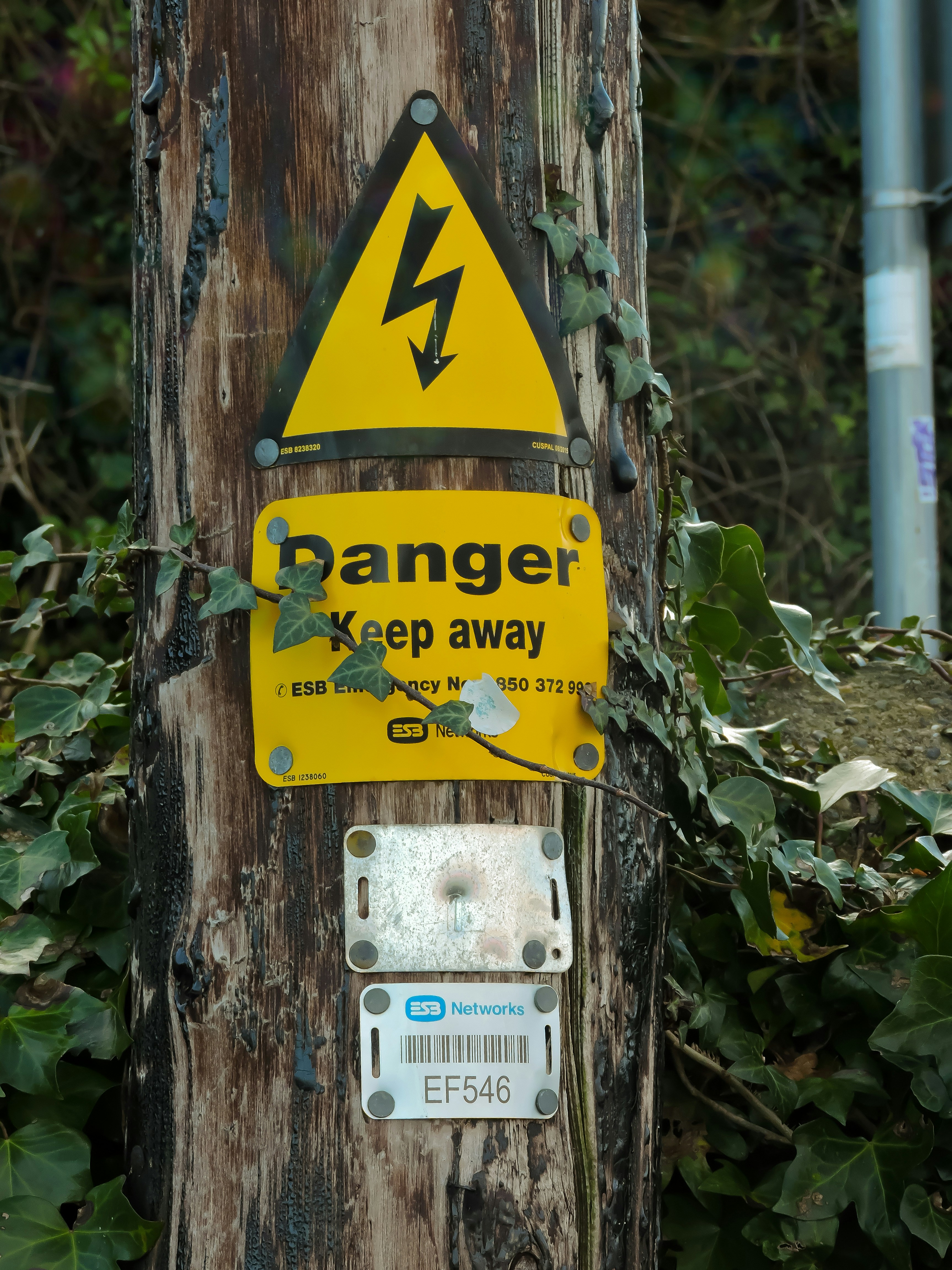 Photograph of a weathered utility pole adorned with a bold yellow danger sign and climbing ivy. A smaller metal plate and a network tag are affixed below, adding detail to the warning.