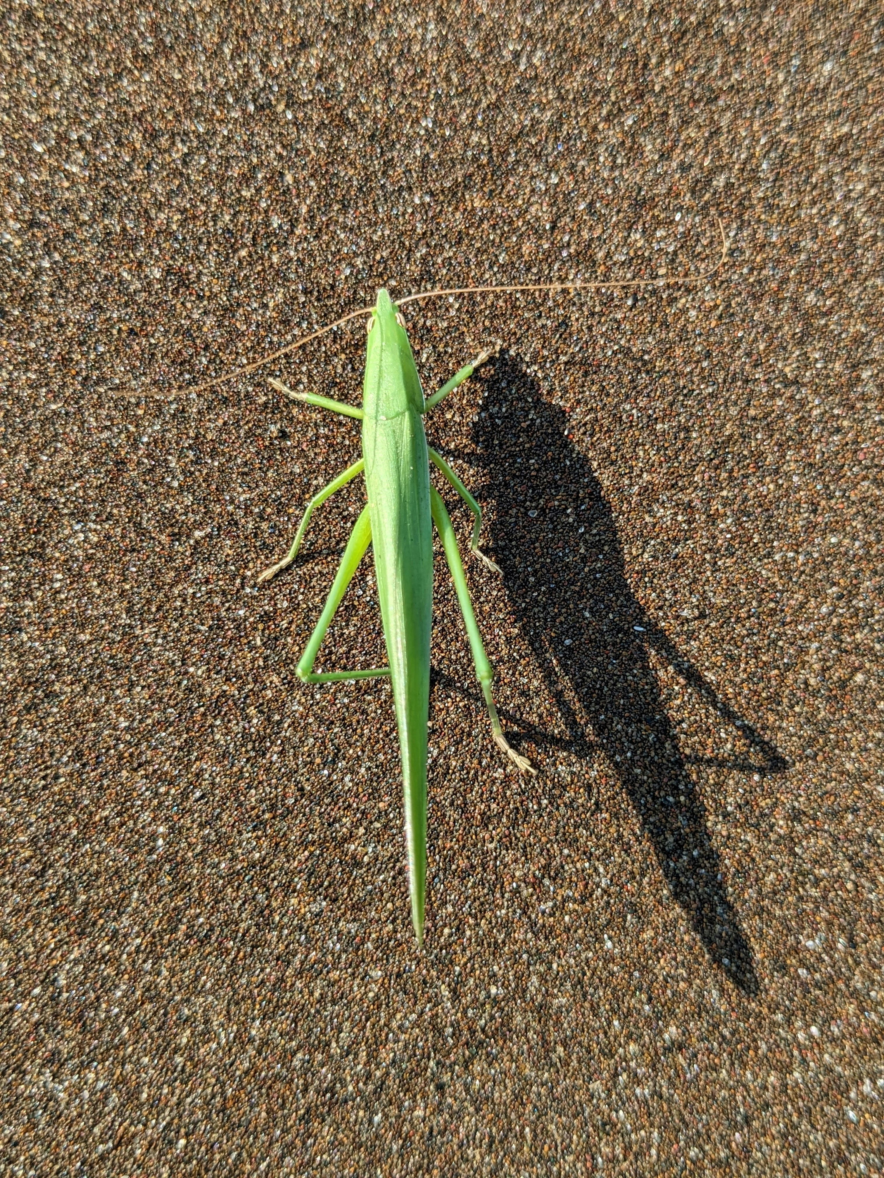 Green Mantid on a Sand Canvas: Quiet Portrait in Shadow