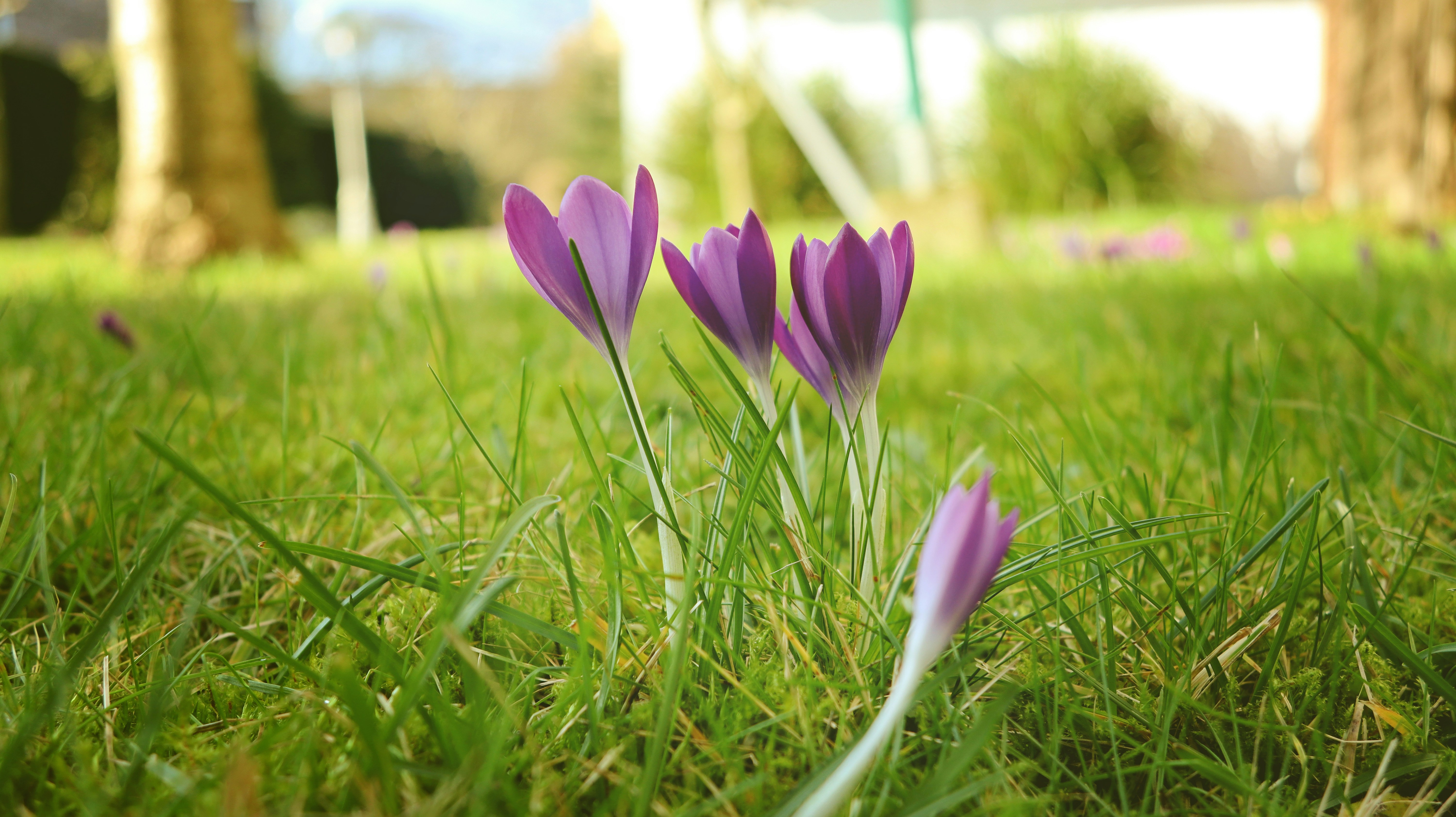 Low-Clying Crocus Quartet in Sunlit Lawn