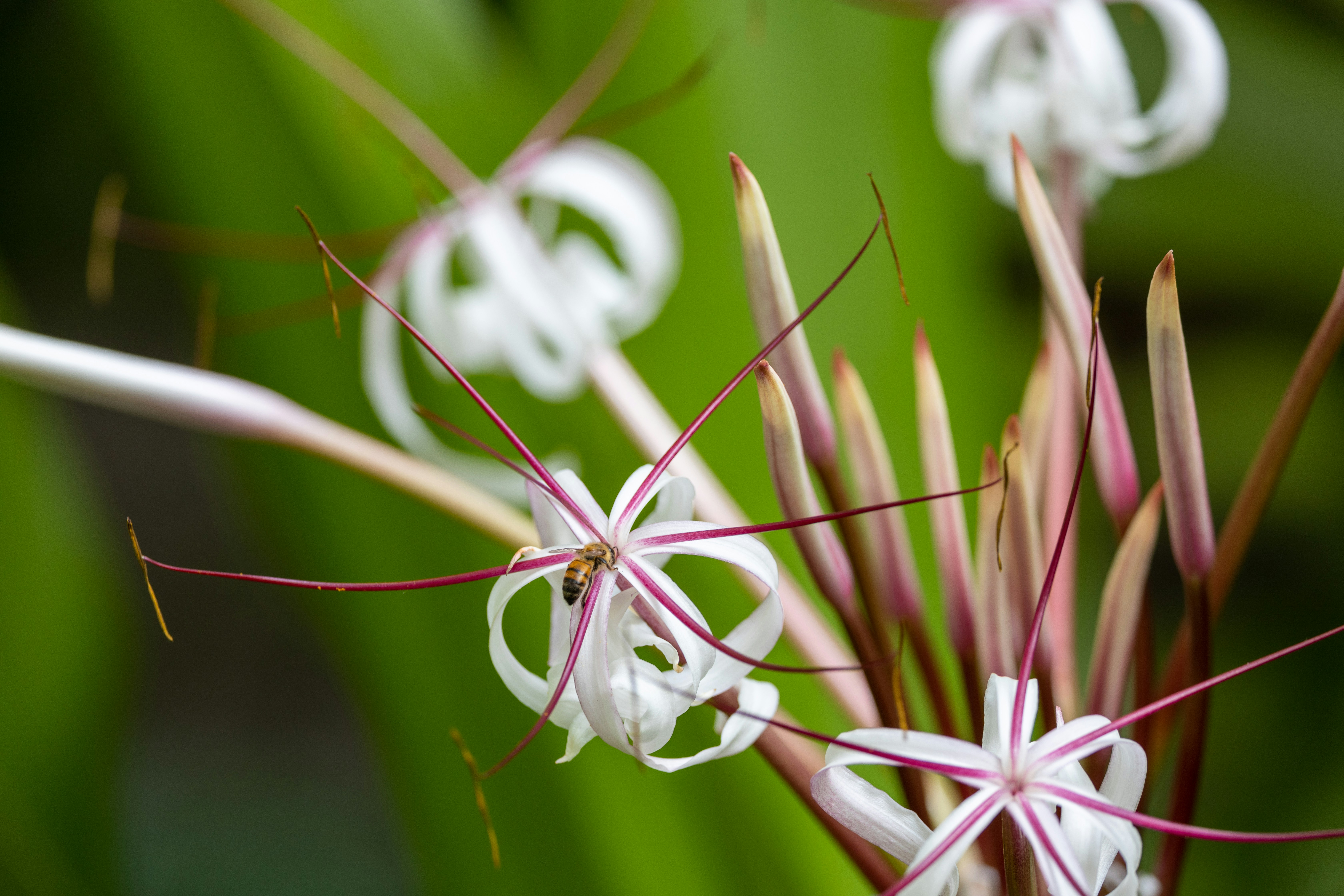 Whispers of Ringed Petals: A Delicate Dance of Spider Lilies