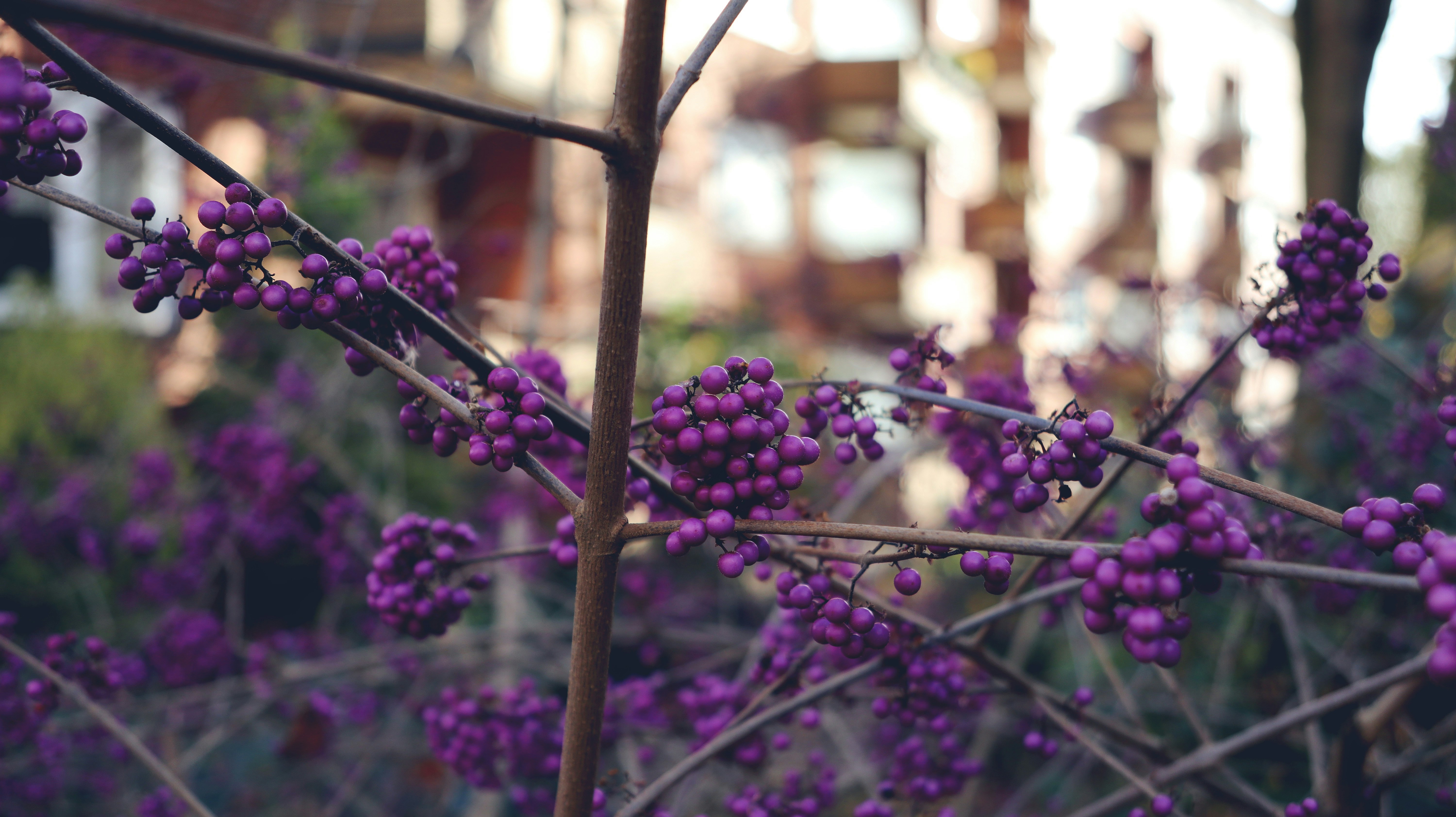 Purple Berries in a Garden Window Scene