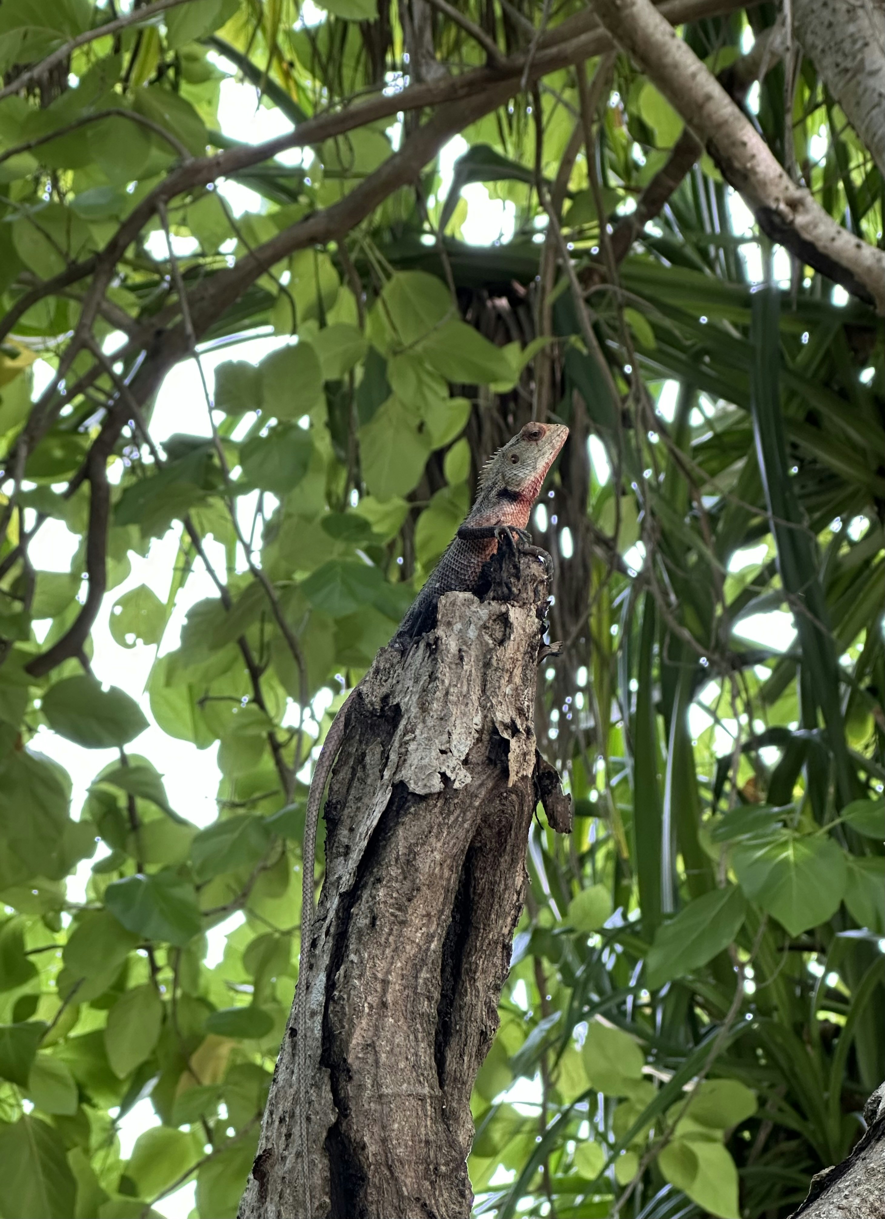 a bird perched on top of a tree branch