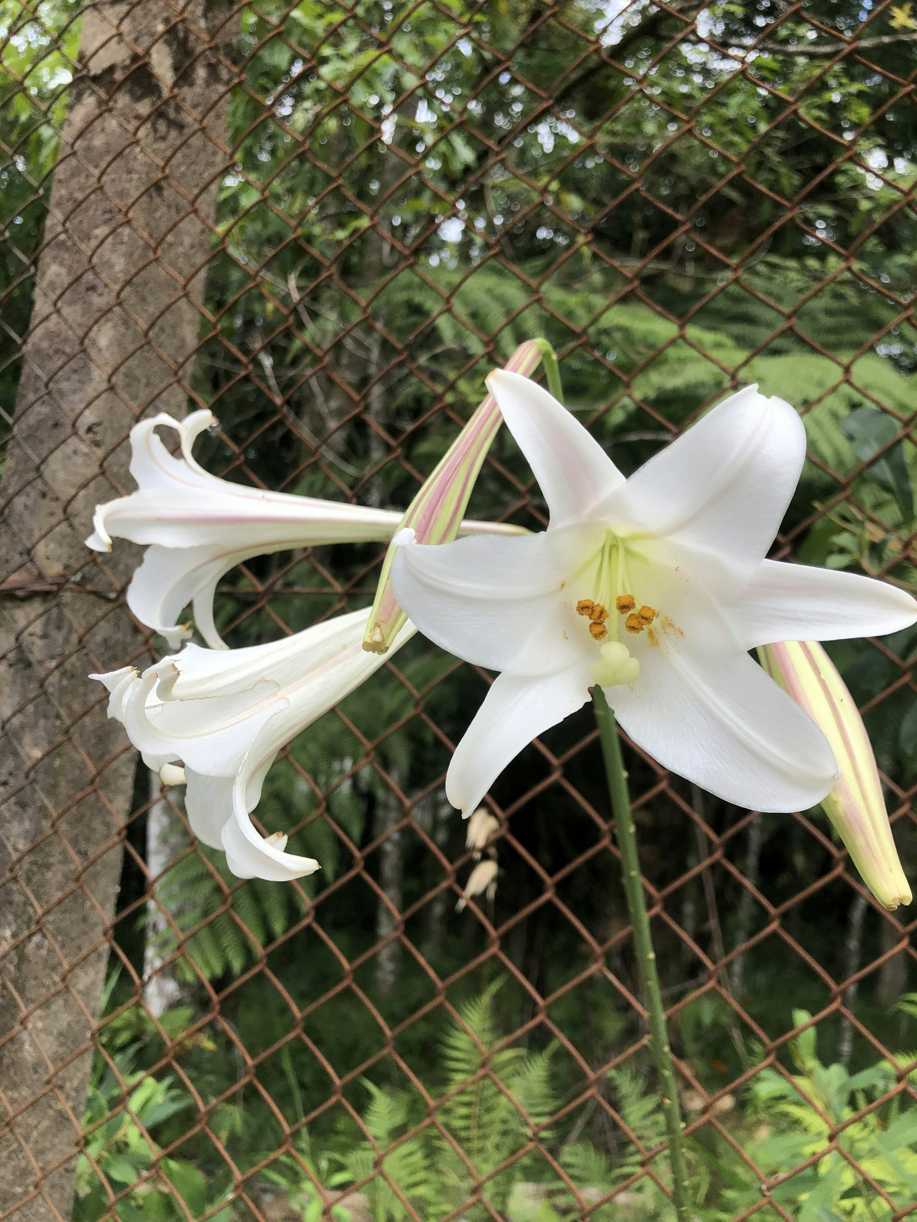 White Lily Bloom Against Rusted Mesh