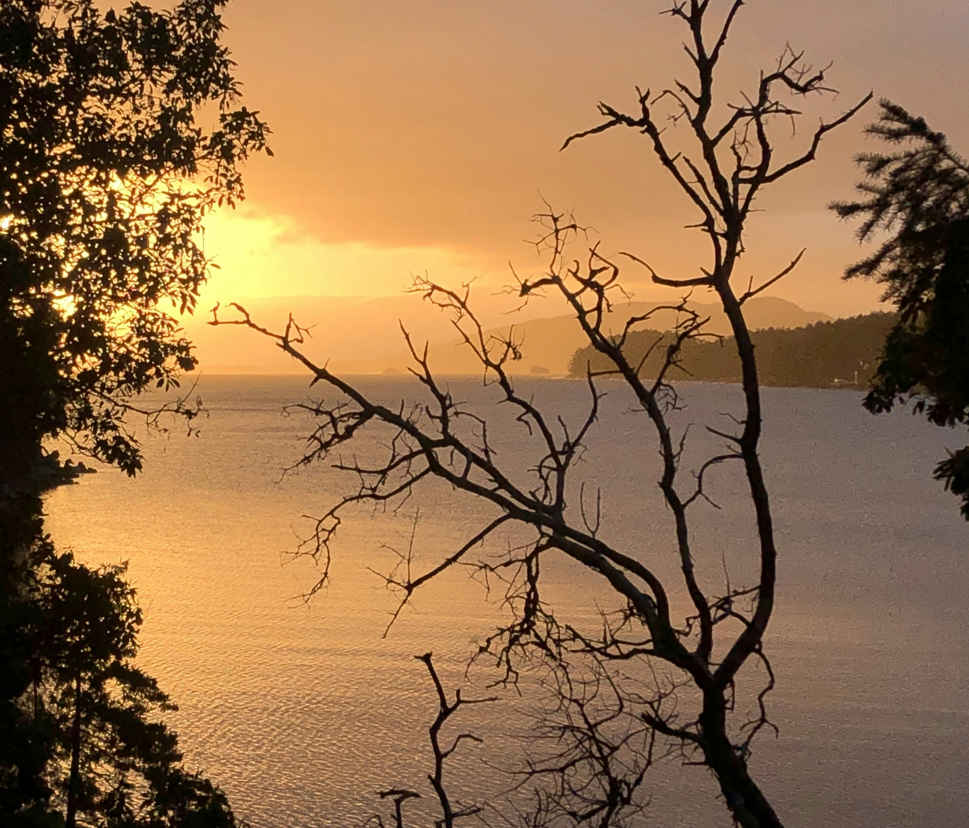 Sunset Silhouette: Leafless Branches Framing a Golden Lake