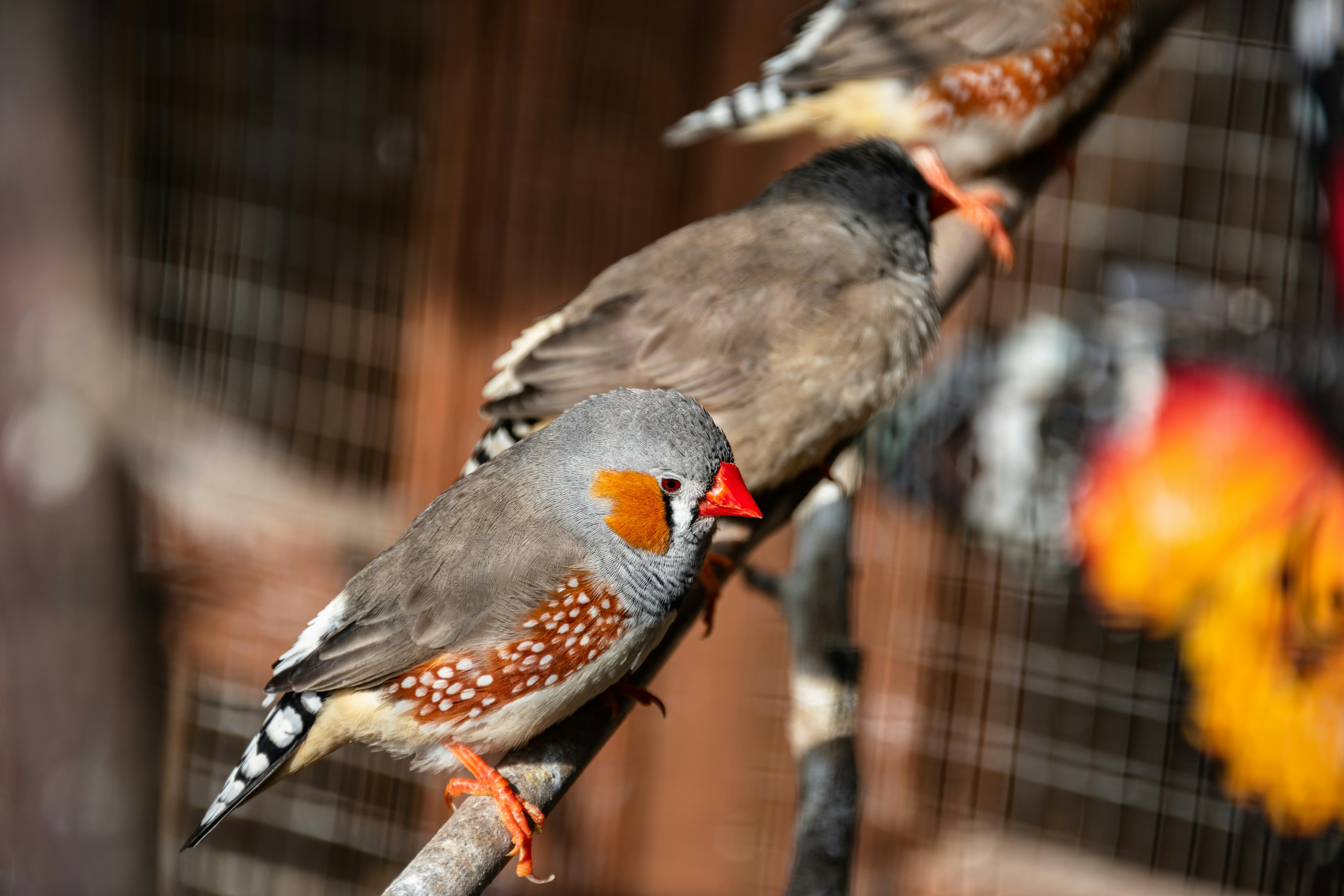 Perched Flame: A Pair of Java Sparrows in a Cage