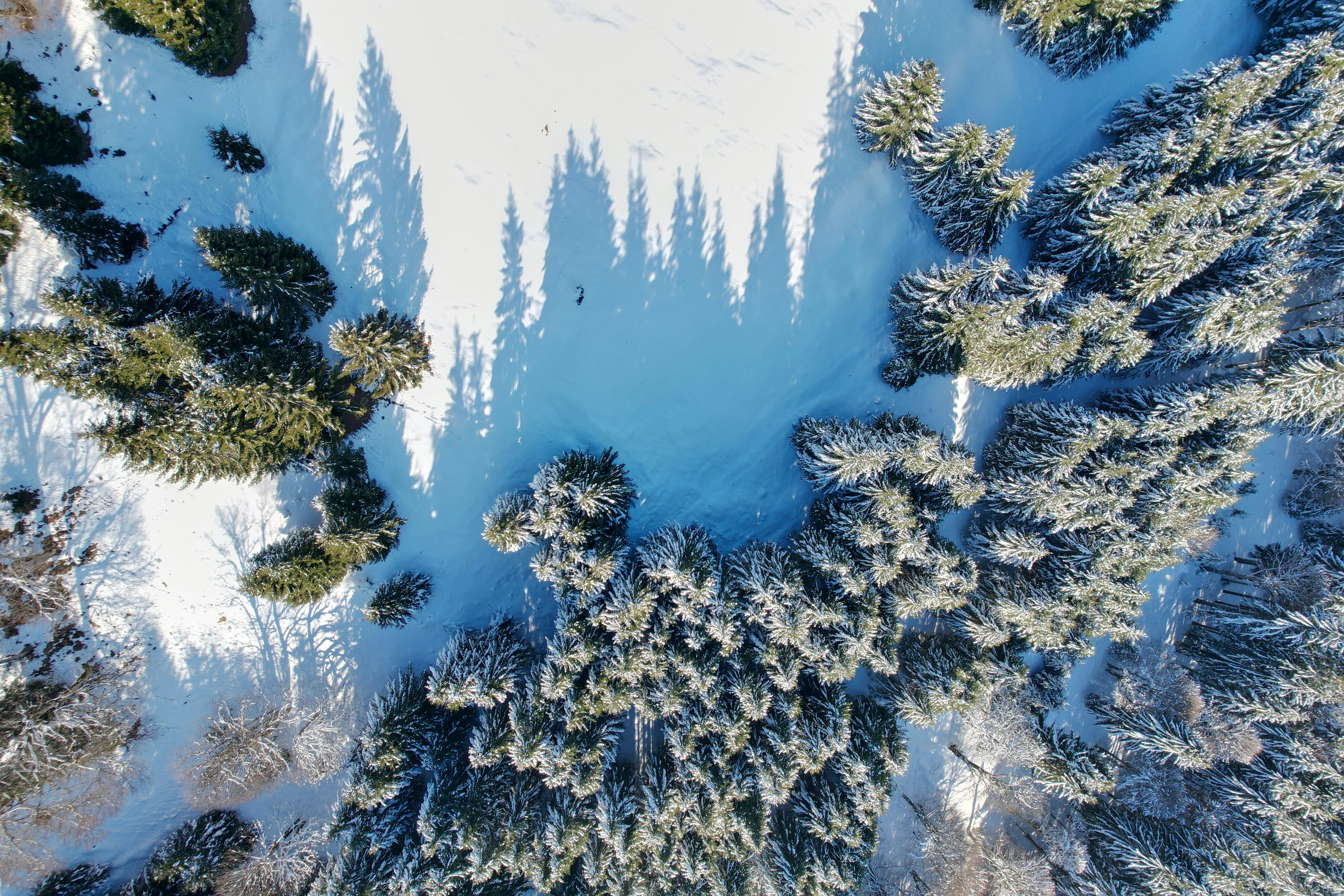 Azure Ribbon Winding Through a Snowbound Pinescape