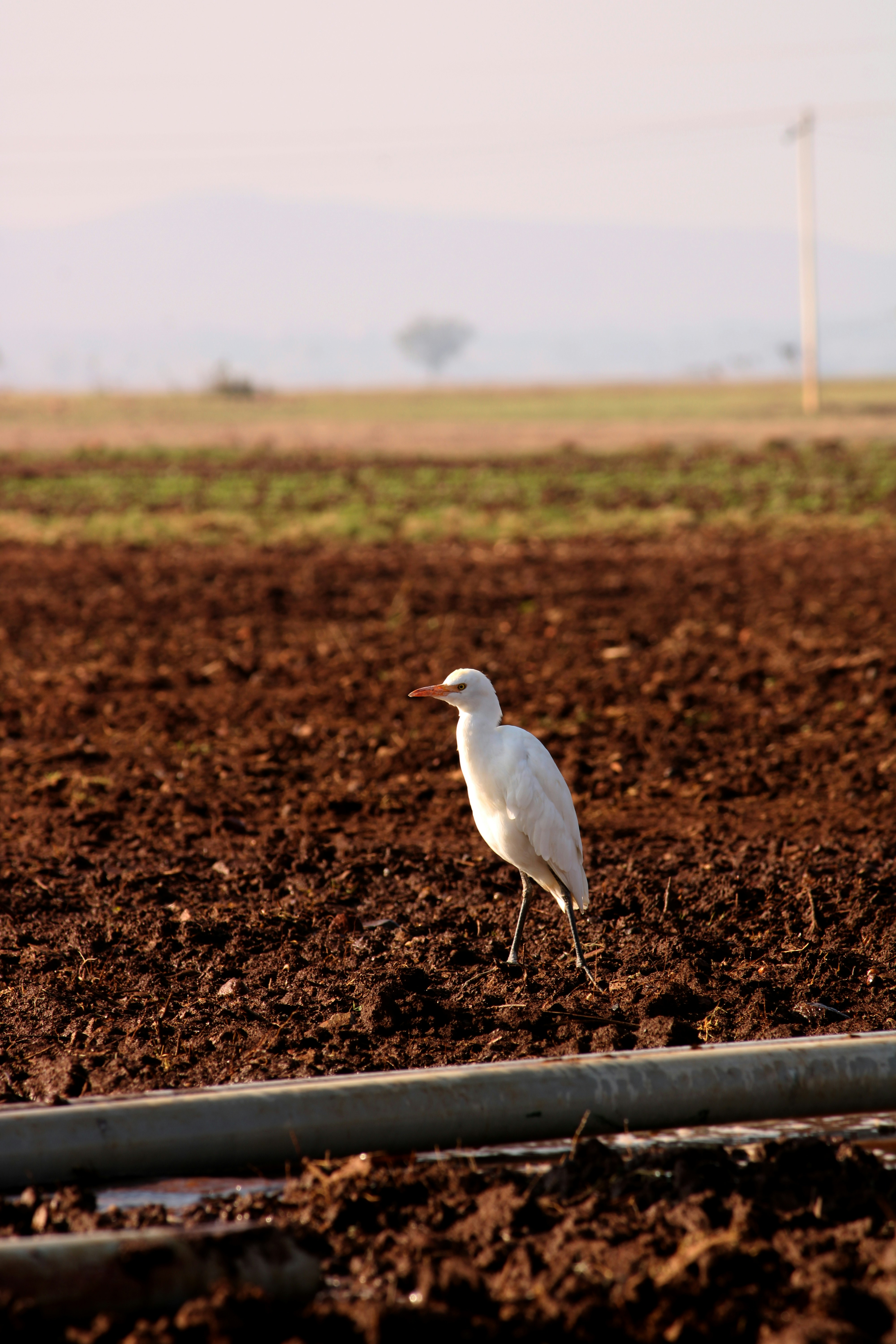 Great Egret