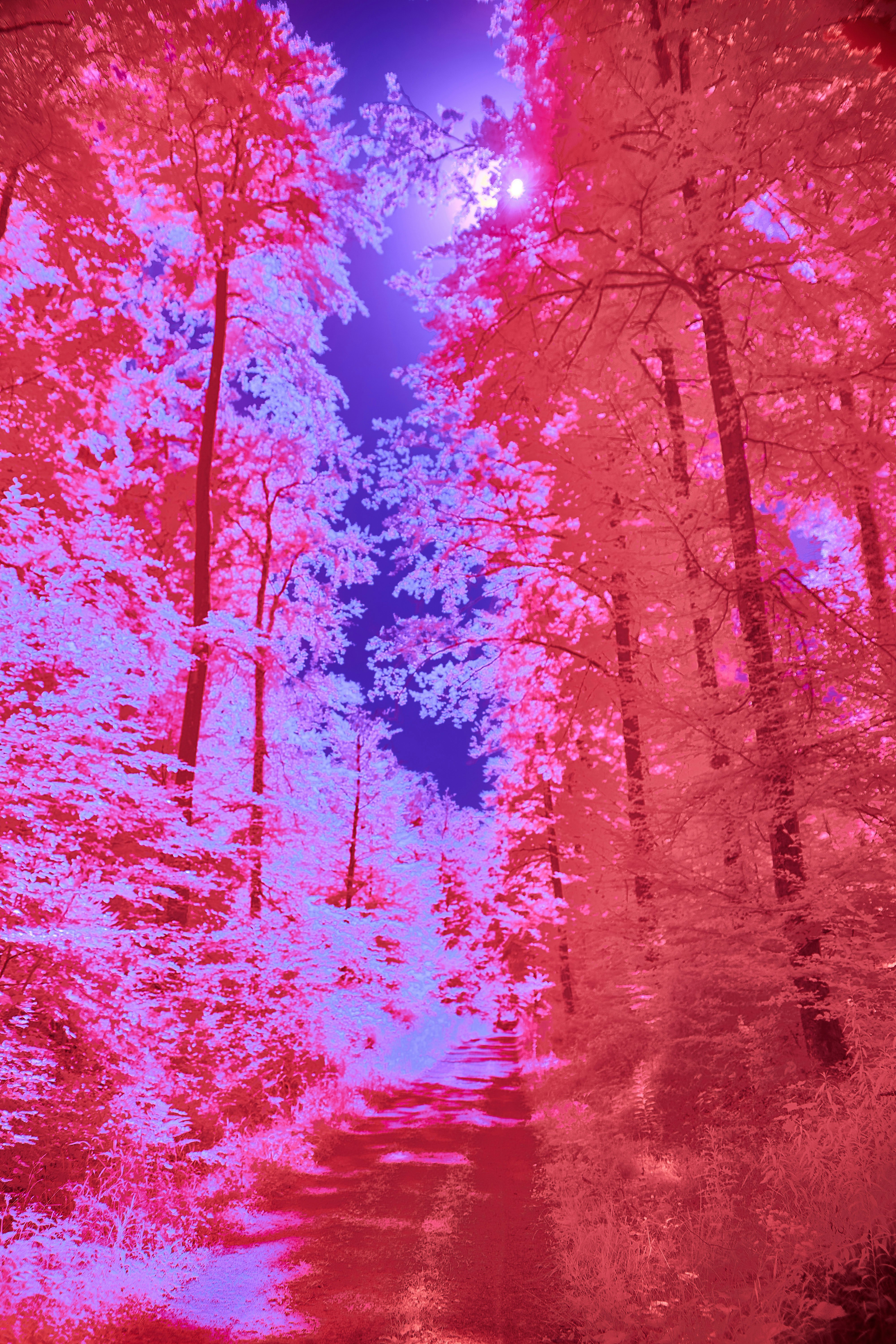 Une image infrarouge d’un chemin dans les bois photo – Photo Infrarouge ...