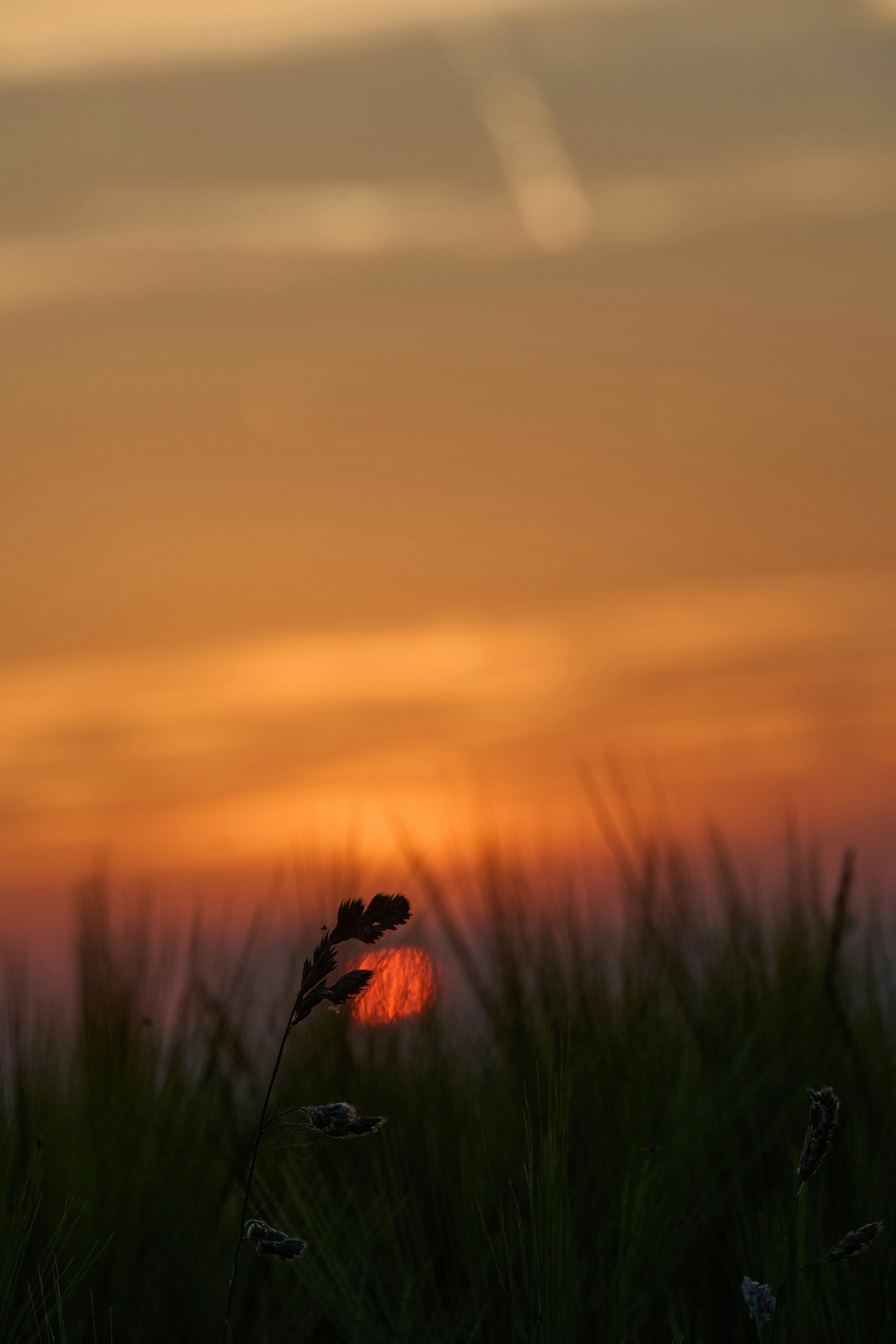 the sun is setting over a field of tall grassWolfgang Hasselmann
