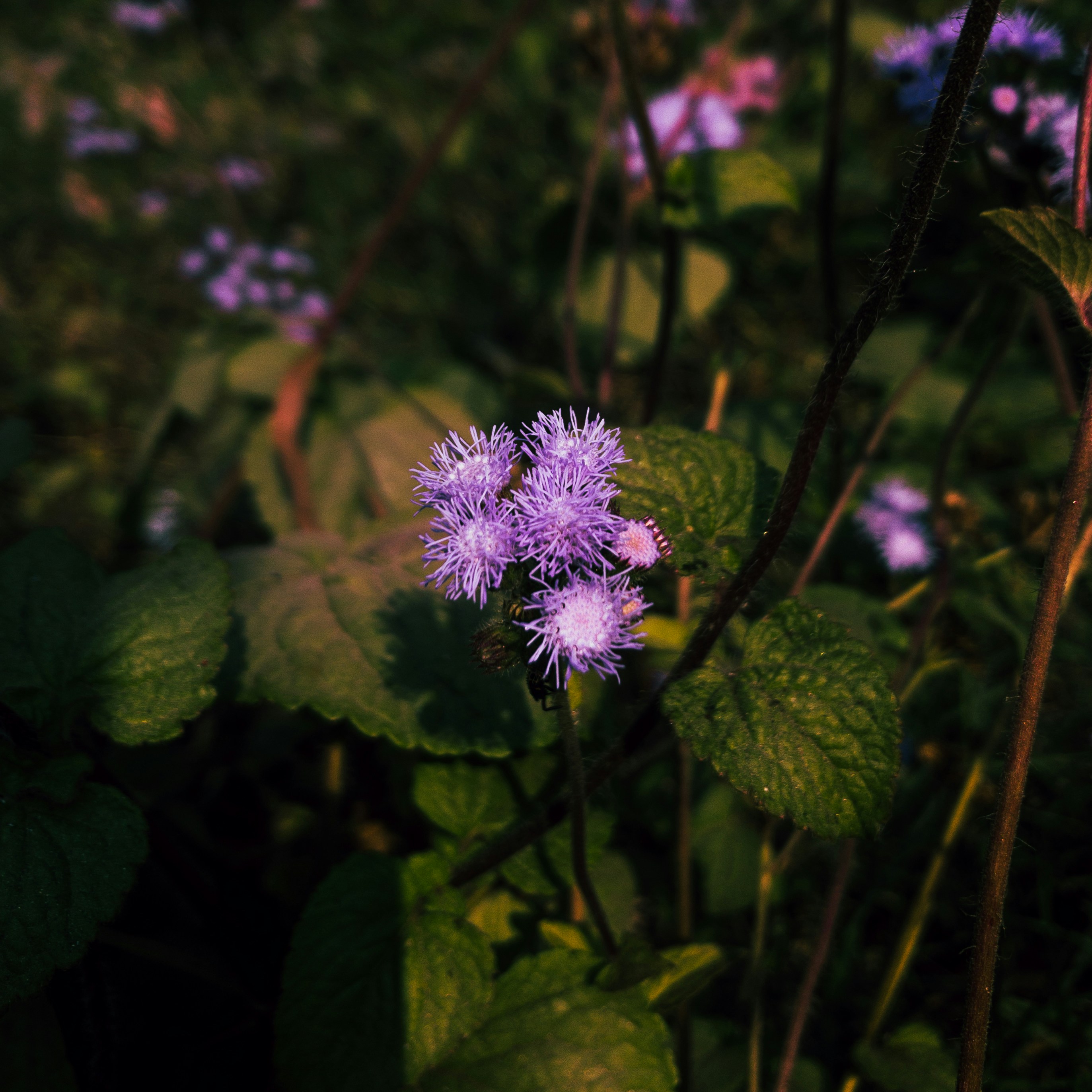 A Dream Of Spring | 50 best free plant, leaf, flower and blossom photos ...