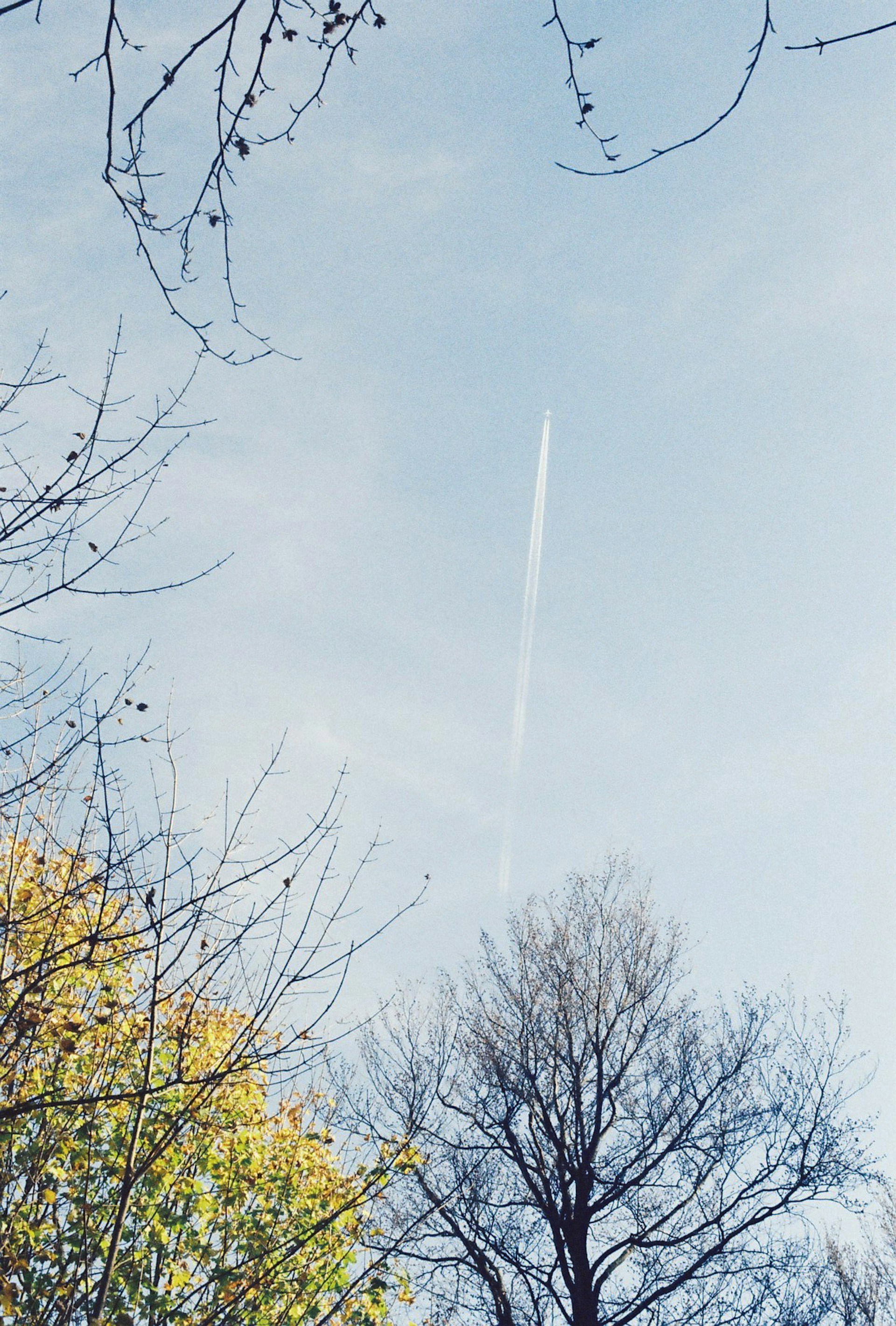 Skyline Trail: Jet Vapor Spear Above Leafless Branches