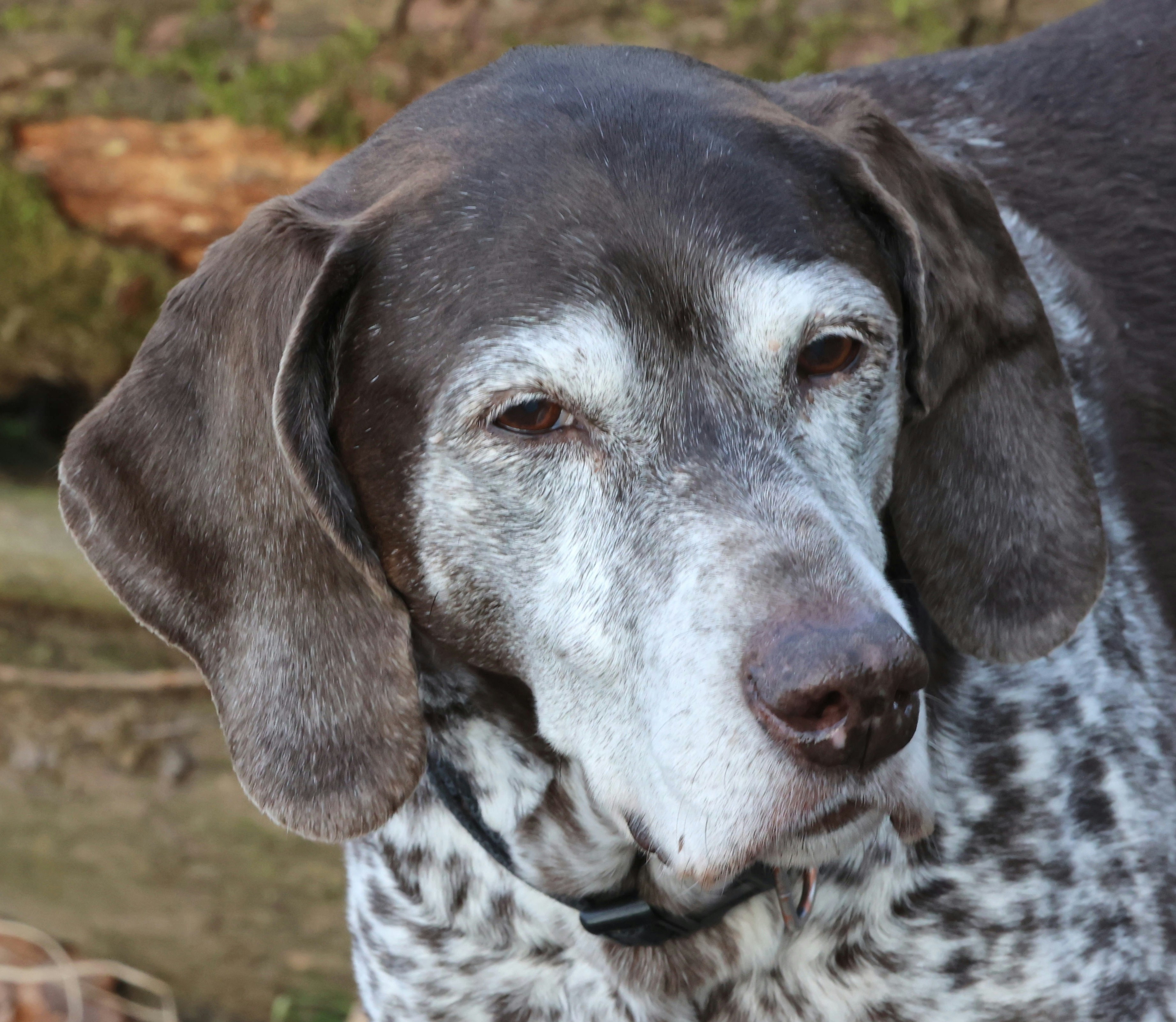 Chien Hirsute Gris Zena Bouvierpups | Kennel Van Het Molengat