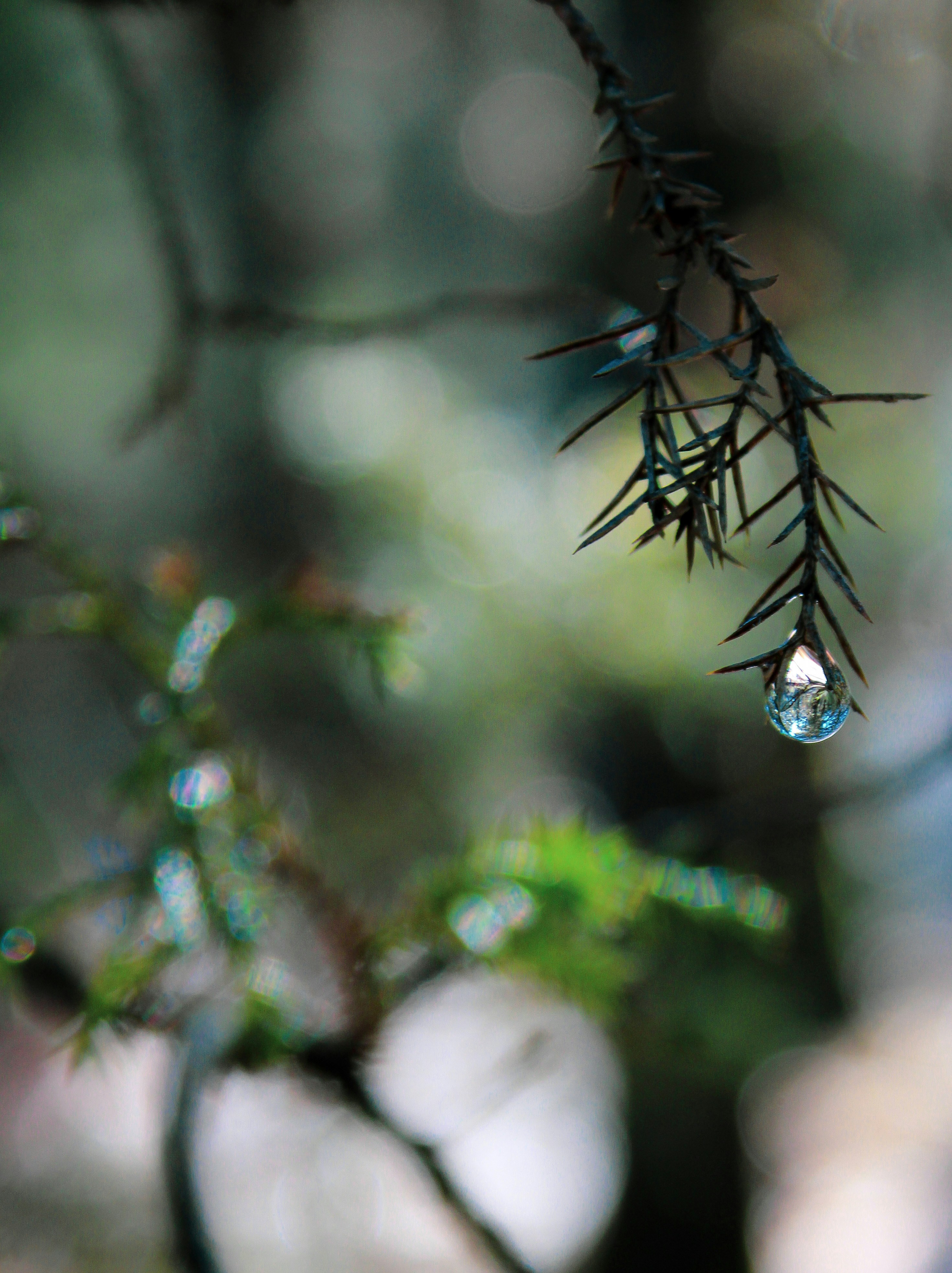 a tree branch with a drop of water hanging from it