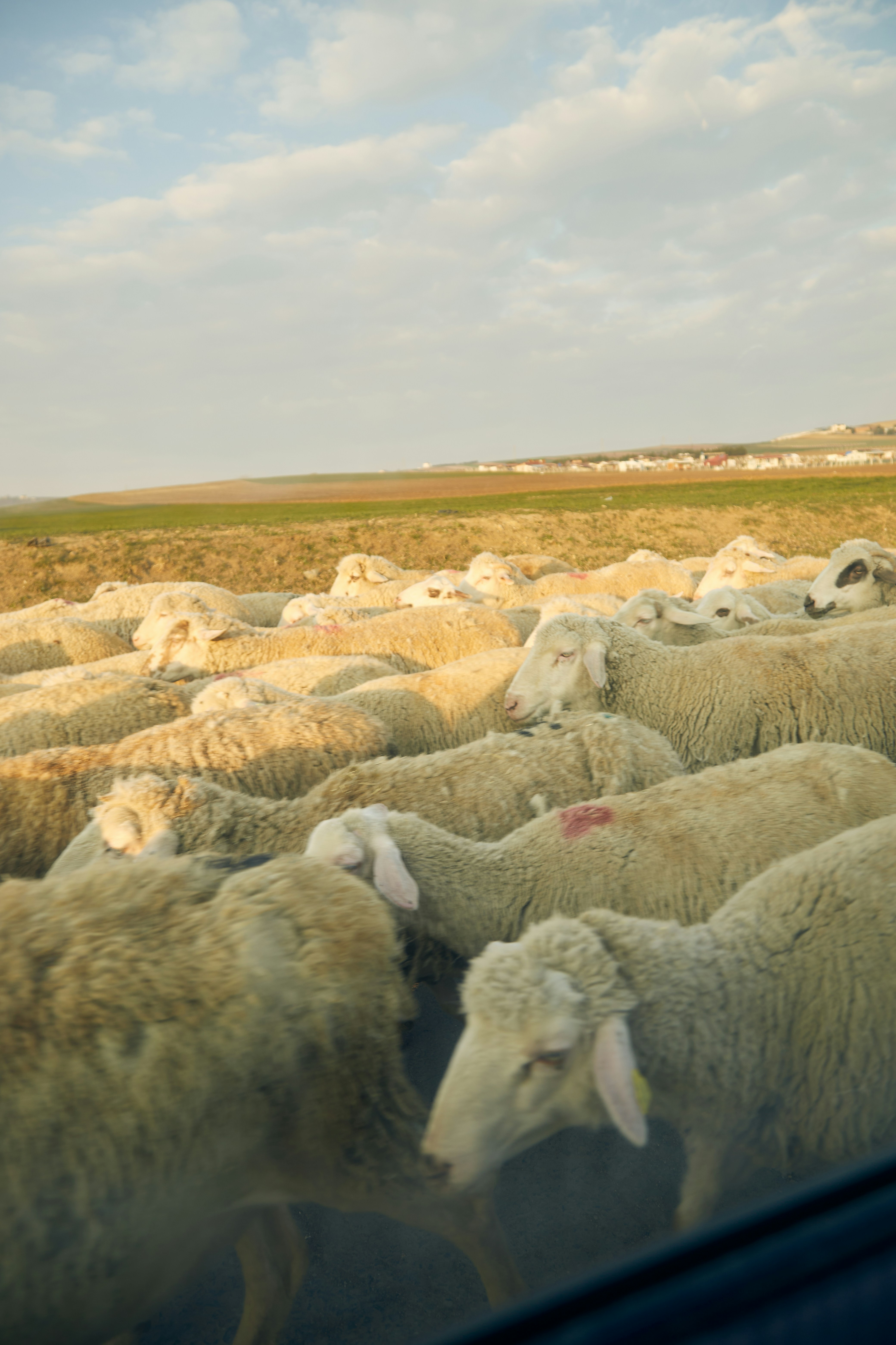 A herd of sheep walking across a grass covered field photo – Free ...