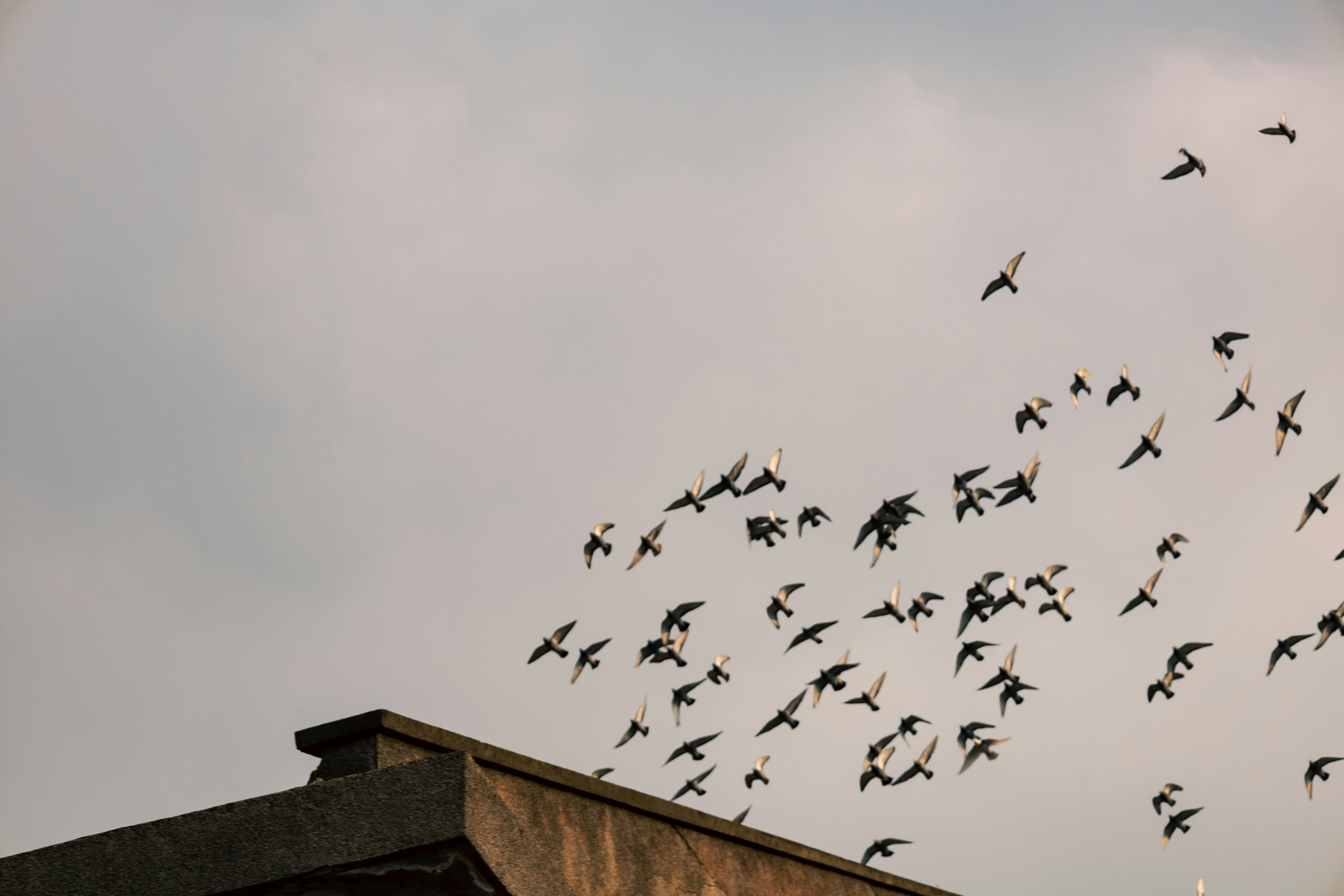 A flock of birds flying over a building photo – Free Animal Image on ...