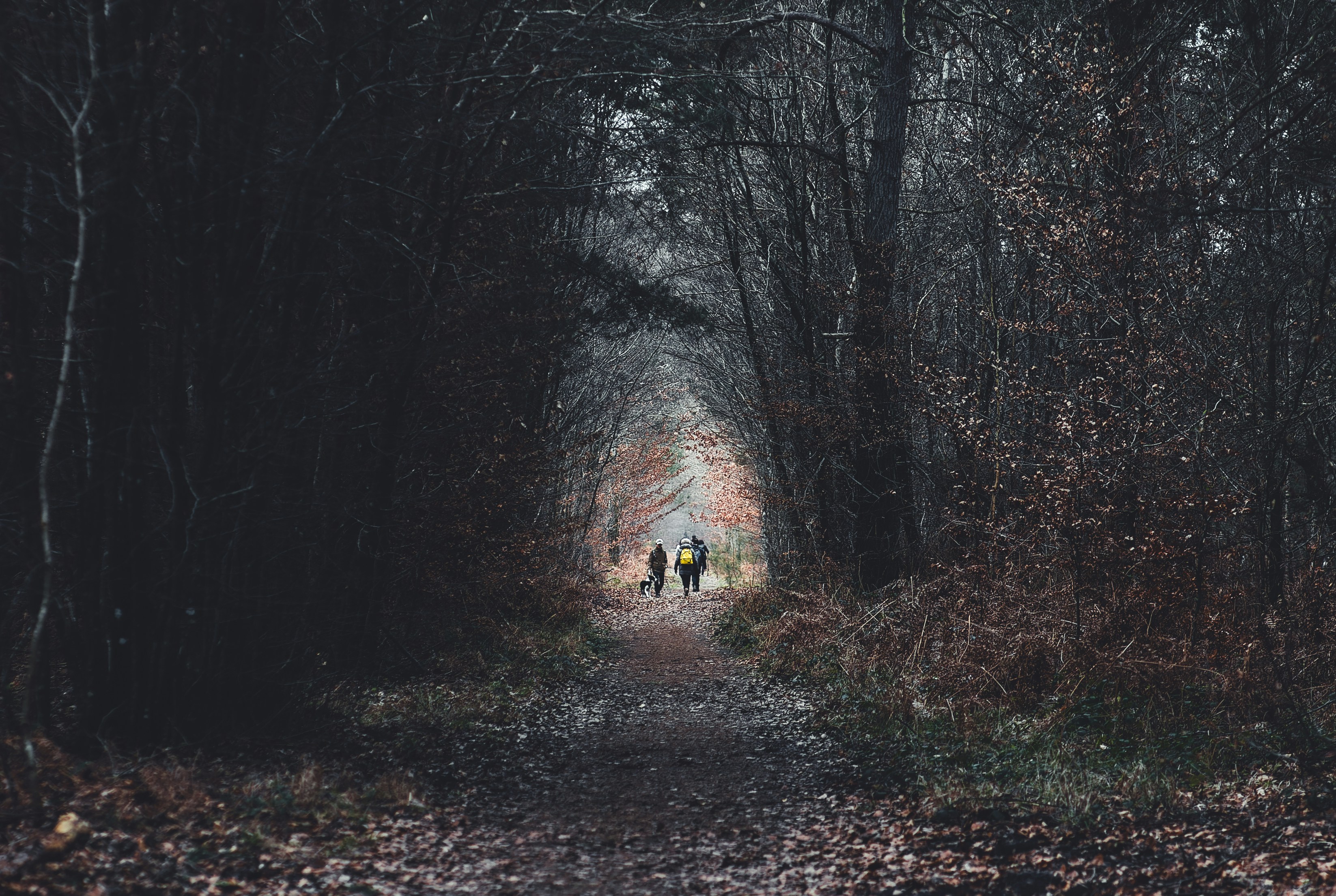 Light at the Forest's End: A Quiet March Through Shadowed Pines