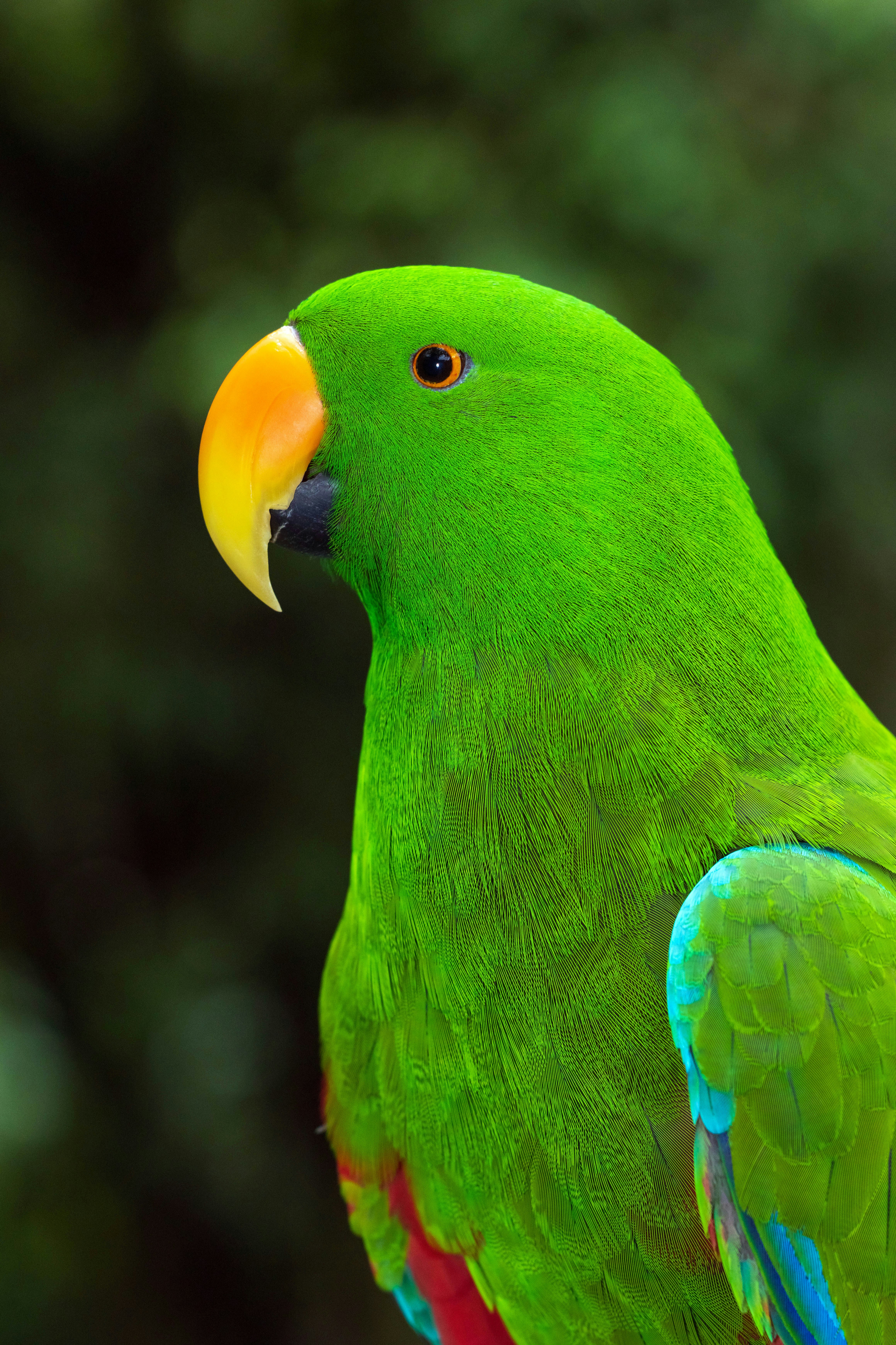 Yellow And Green Parrot