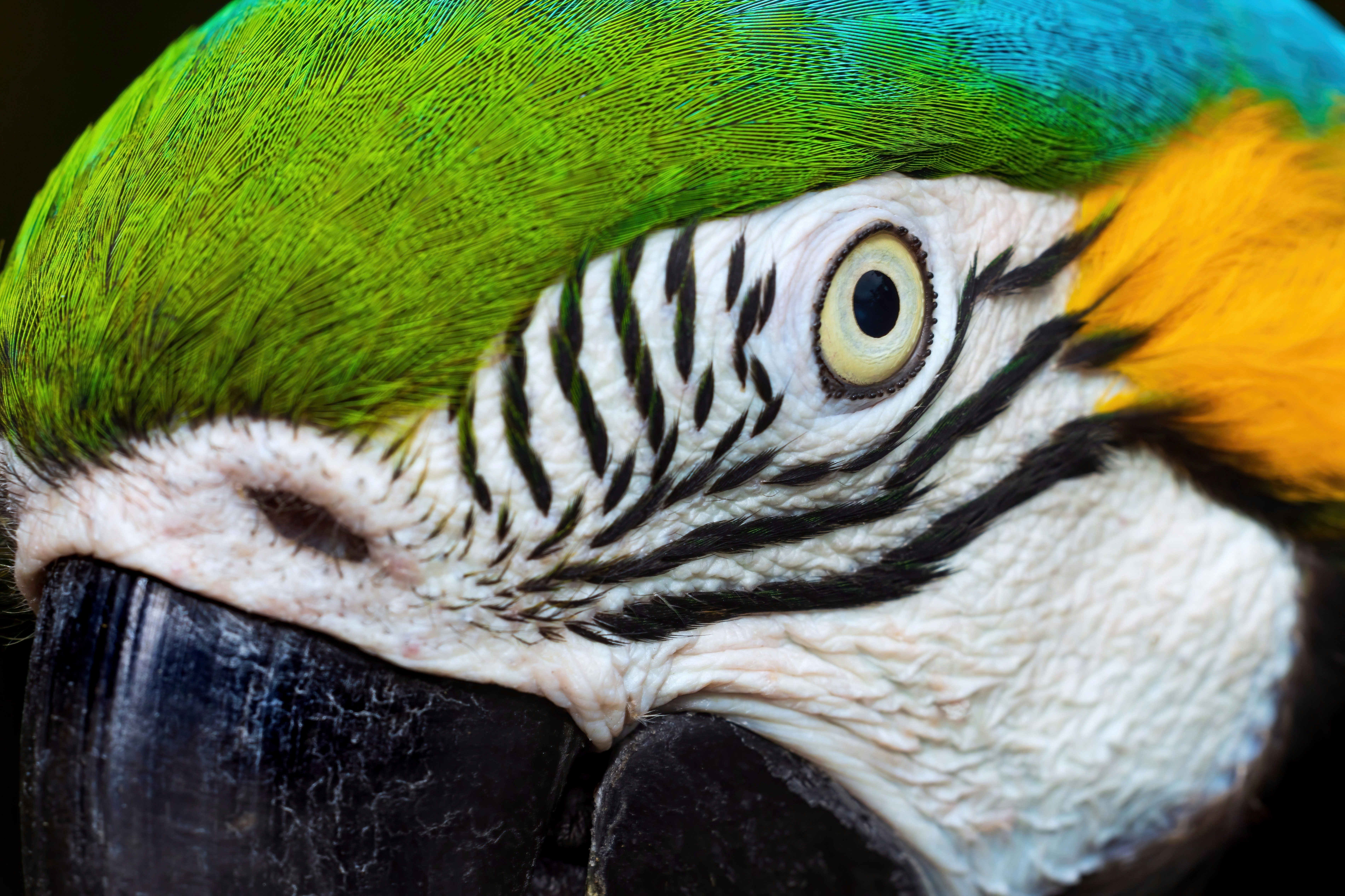 Close-up of a macaw's eye and colorful feathers, showcasing intricate details and textures. The image highlights the bird's vivid plumage and expressive features.