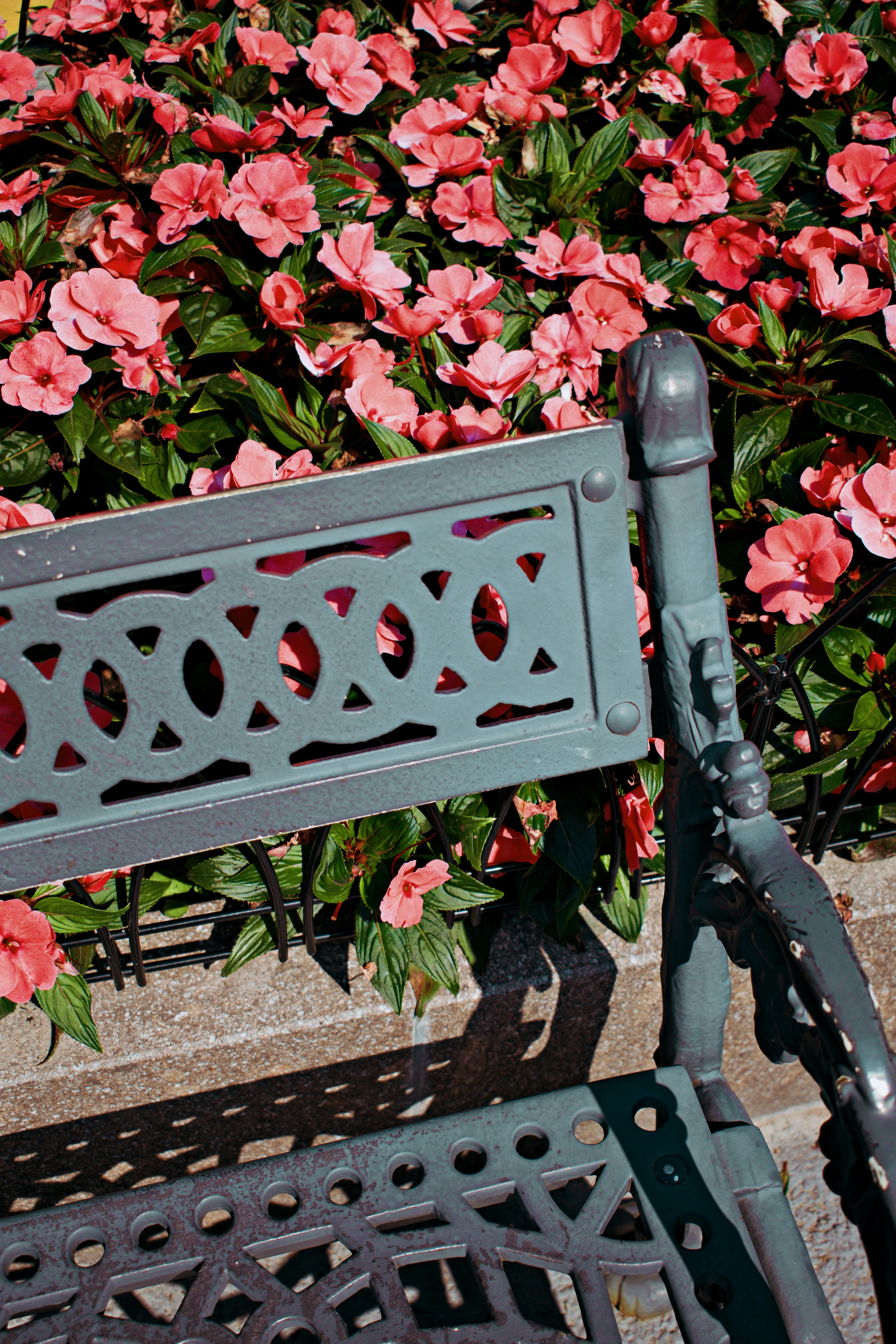 Ironwork Bench Amid Pink Bougainvillea