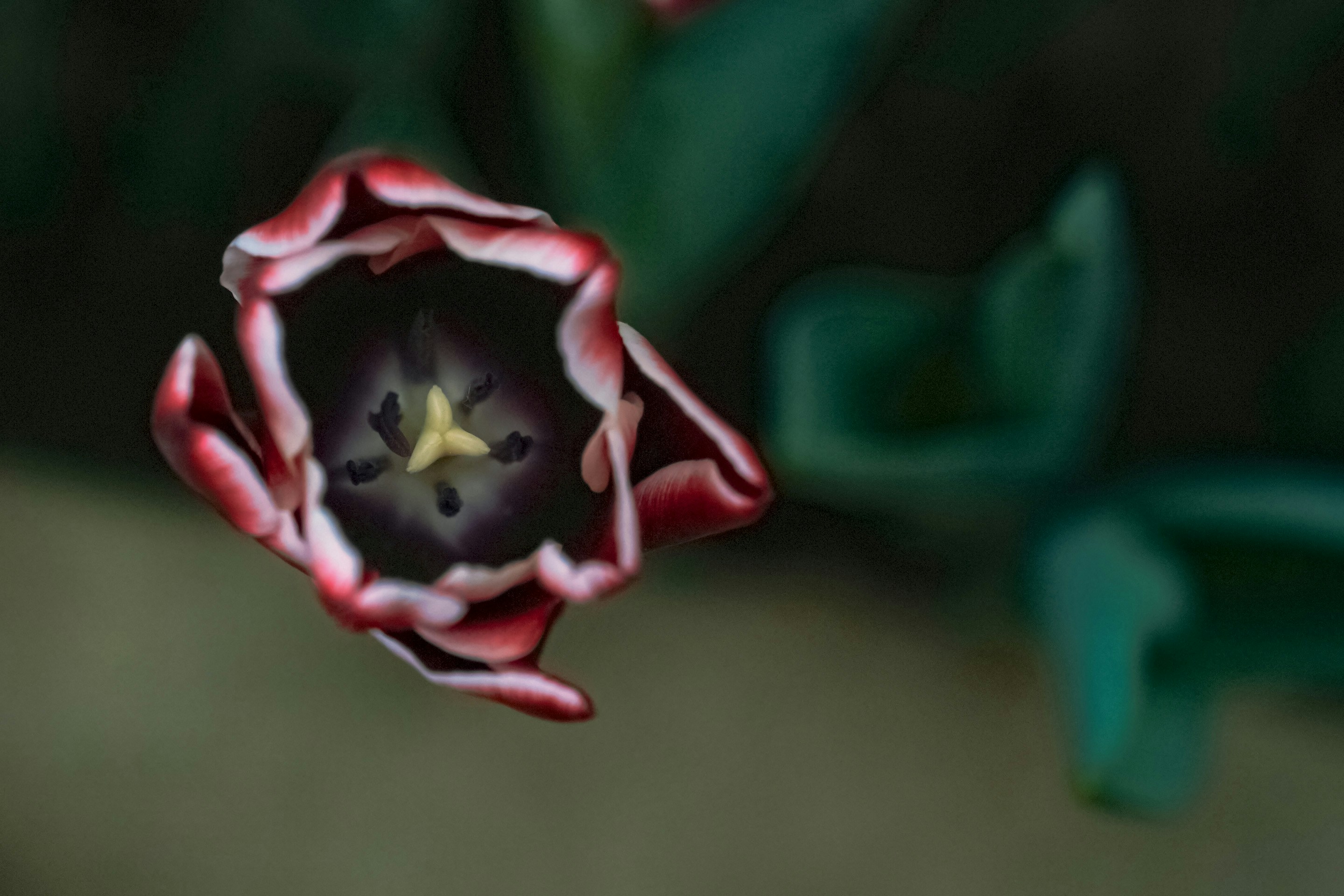 Crimson Tulip in a Shadowed Core