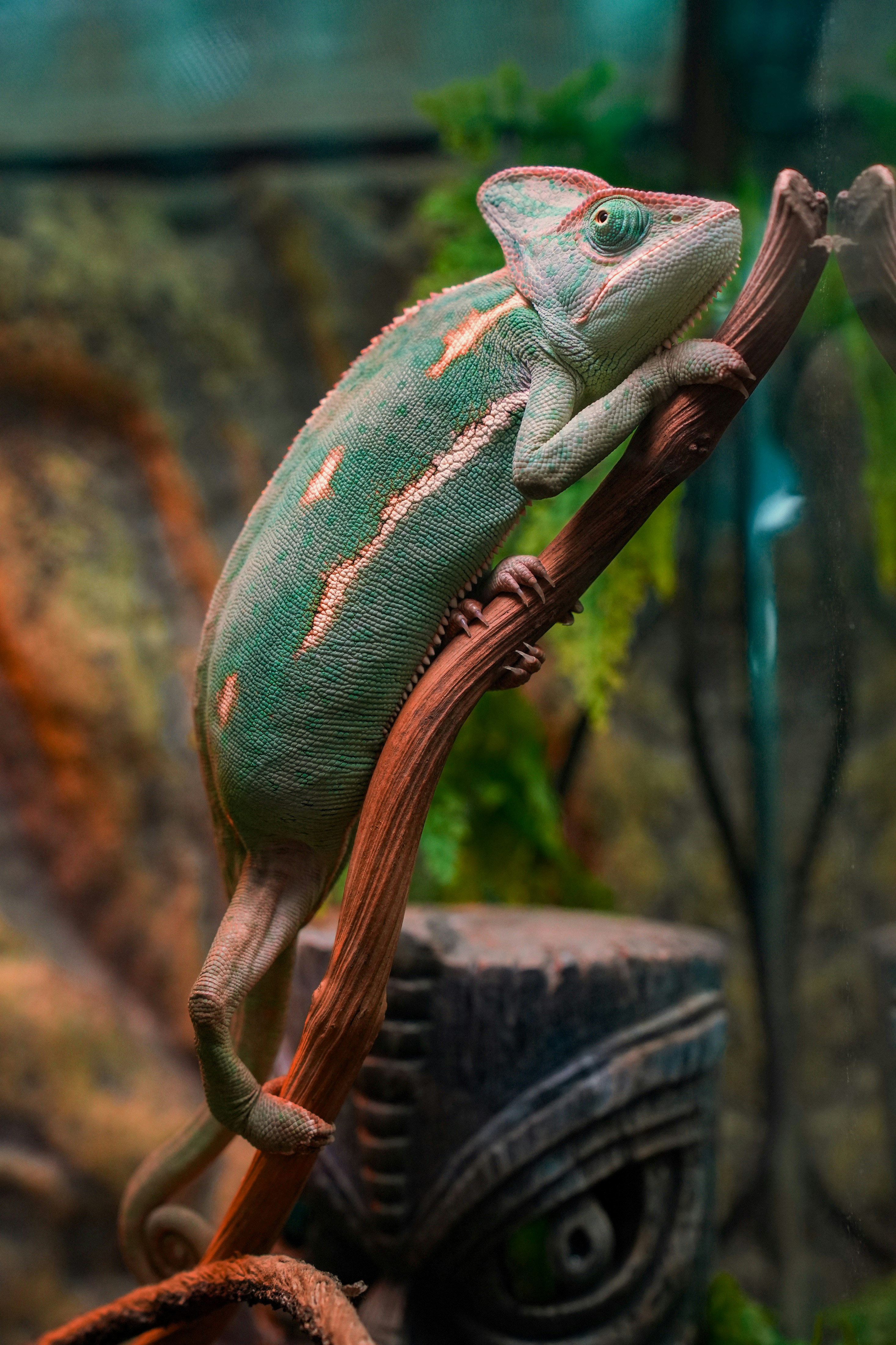 Emerald Arboreal Gazer