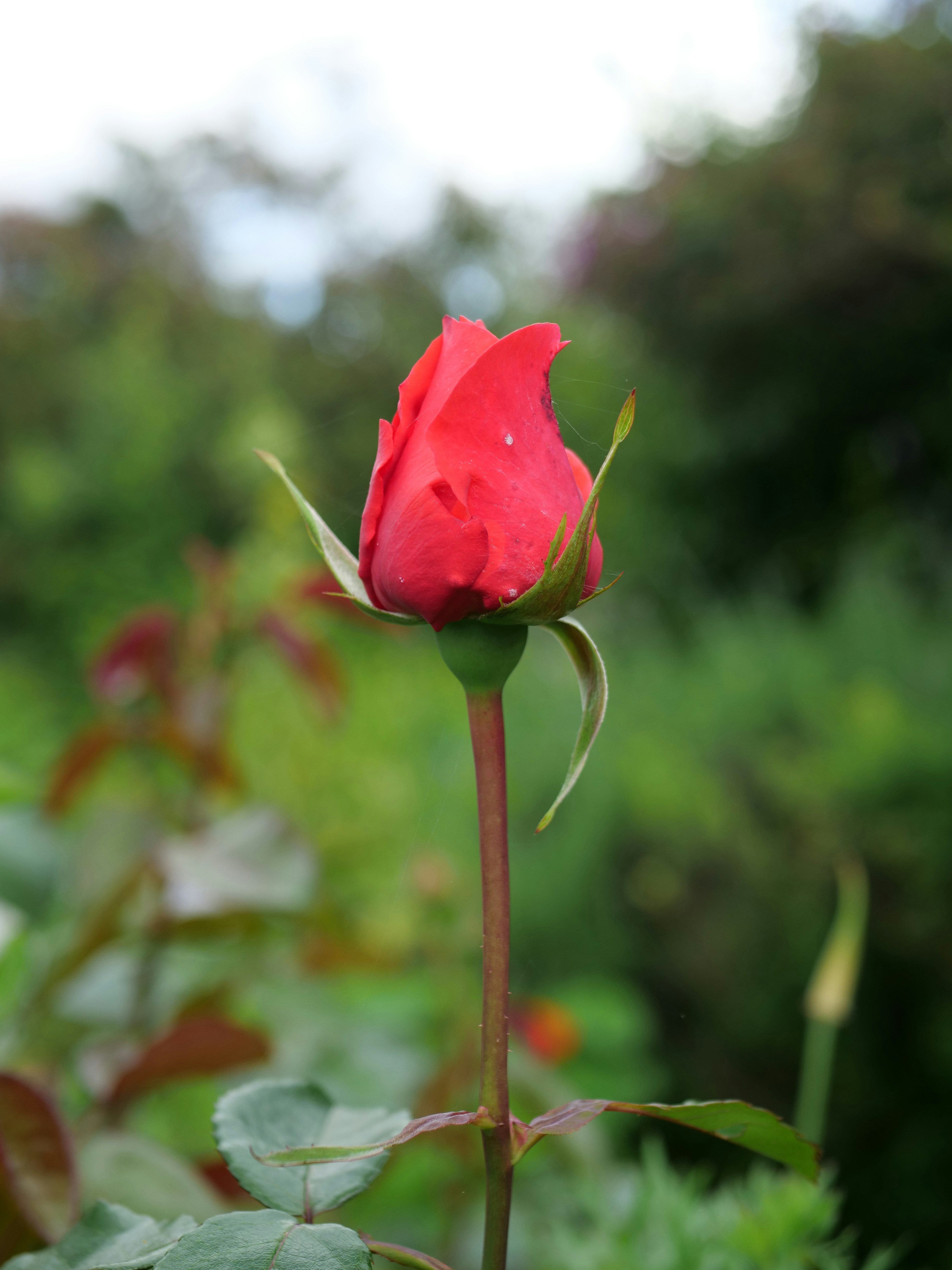a single red rose is blooming in a garden