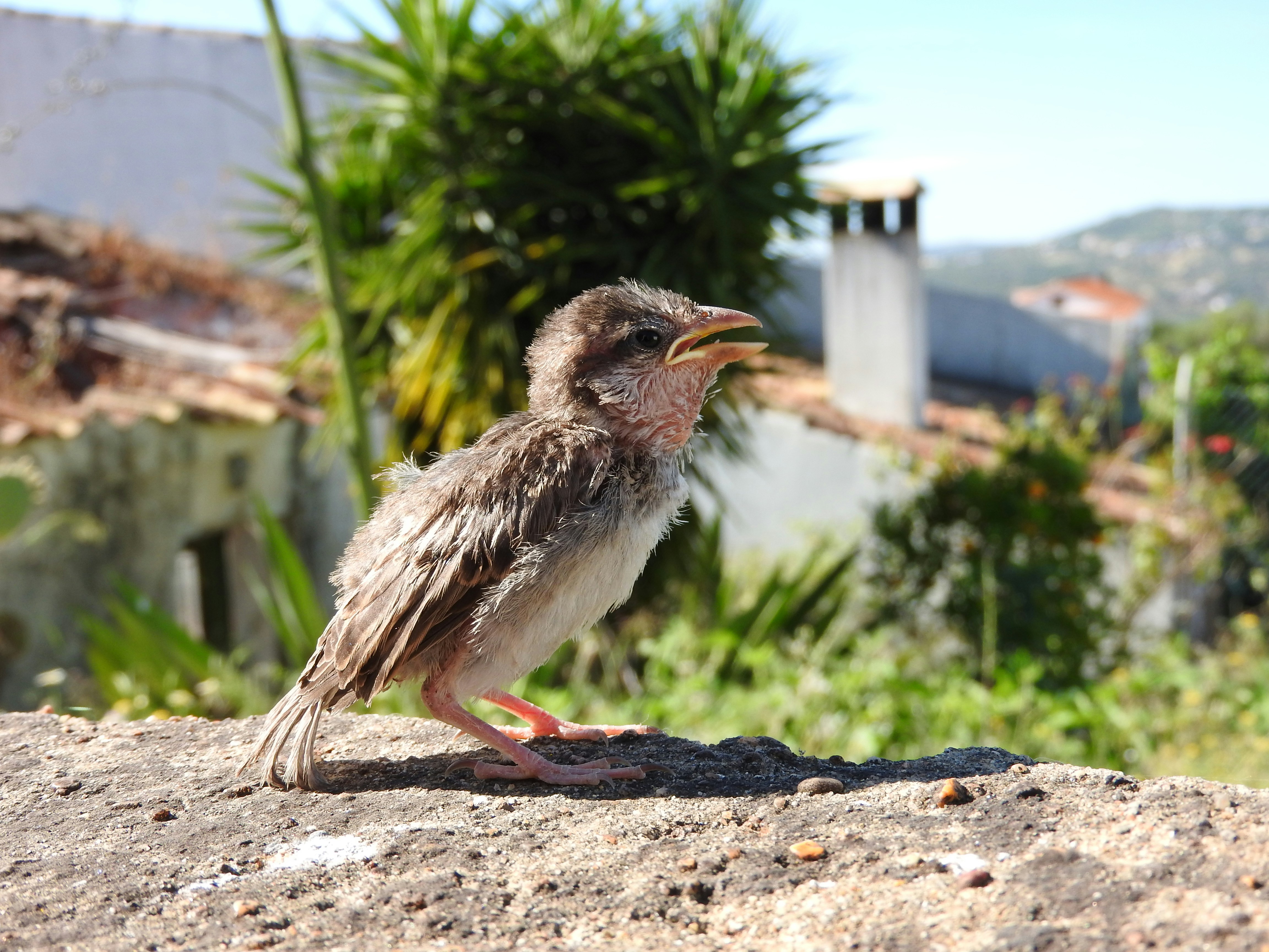 Juvenile sparrow perched on a stone surface, surrounded by lush greenery and rustic buildings in the background.