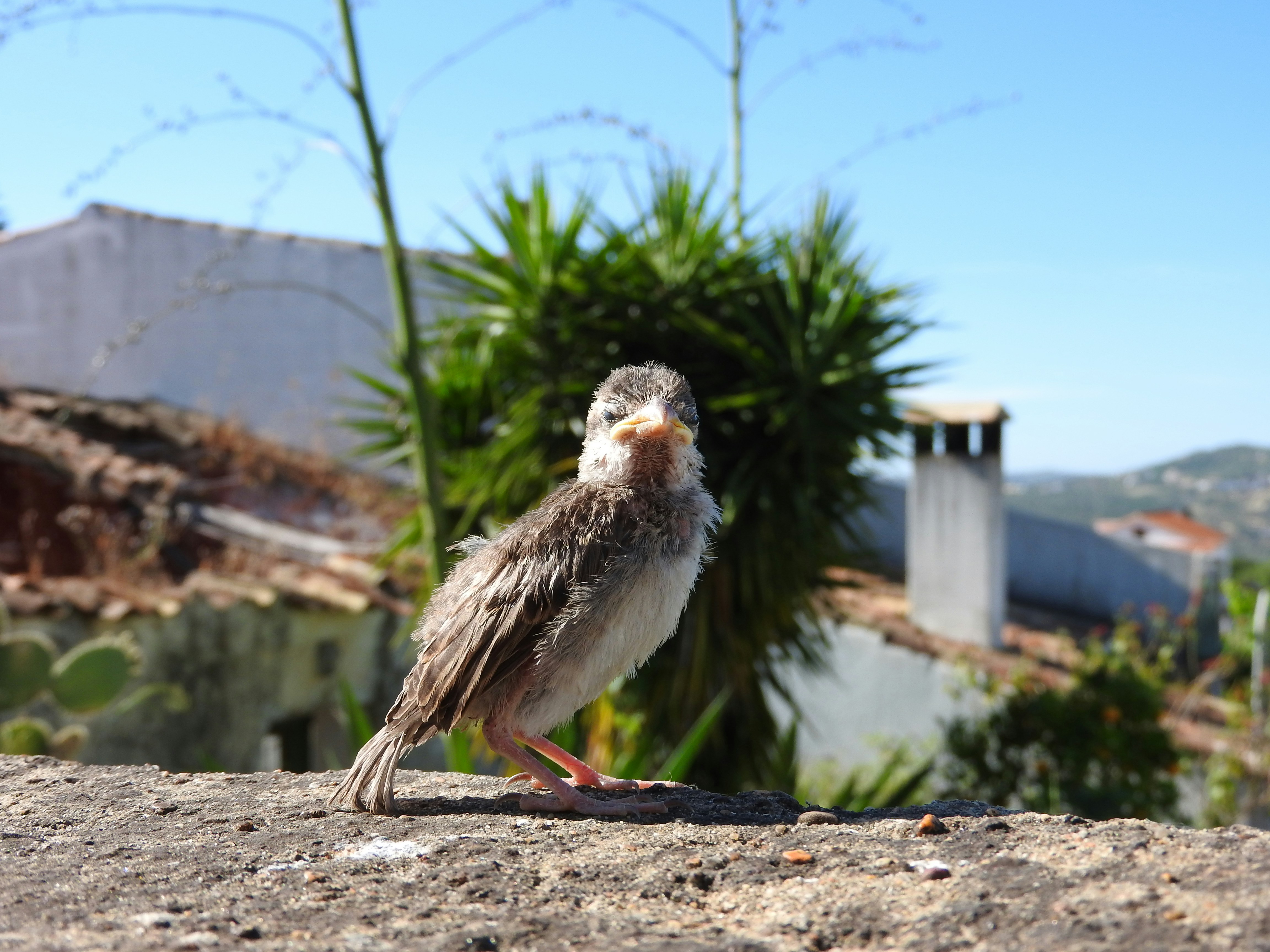 A young sparrow stands on a stone wall, gazing inquisitively at the surroundings with a backdrop of rustic rooftops and greenery.