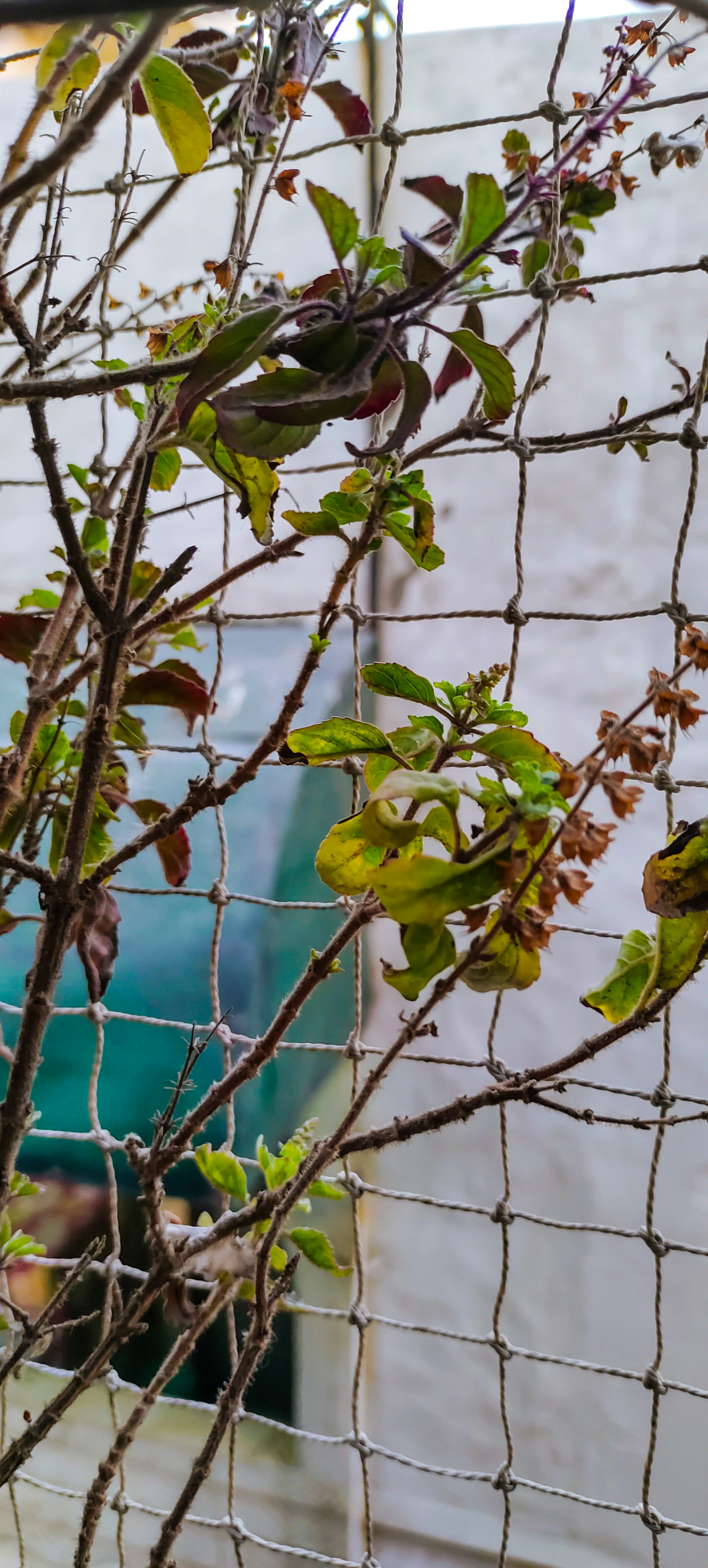 Tangled Vines Against a Quiet Wall