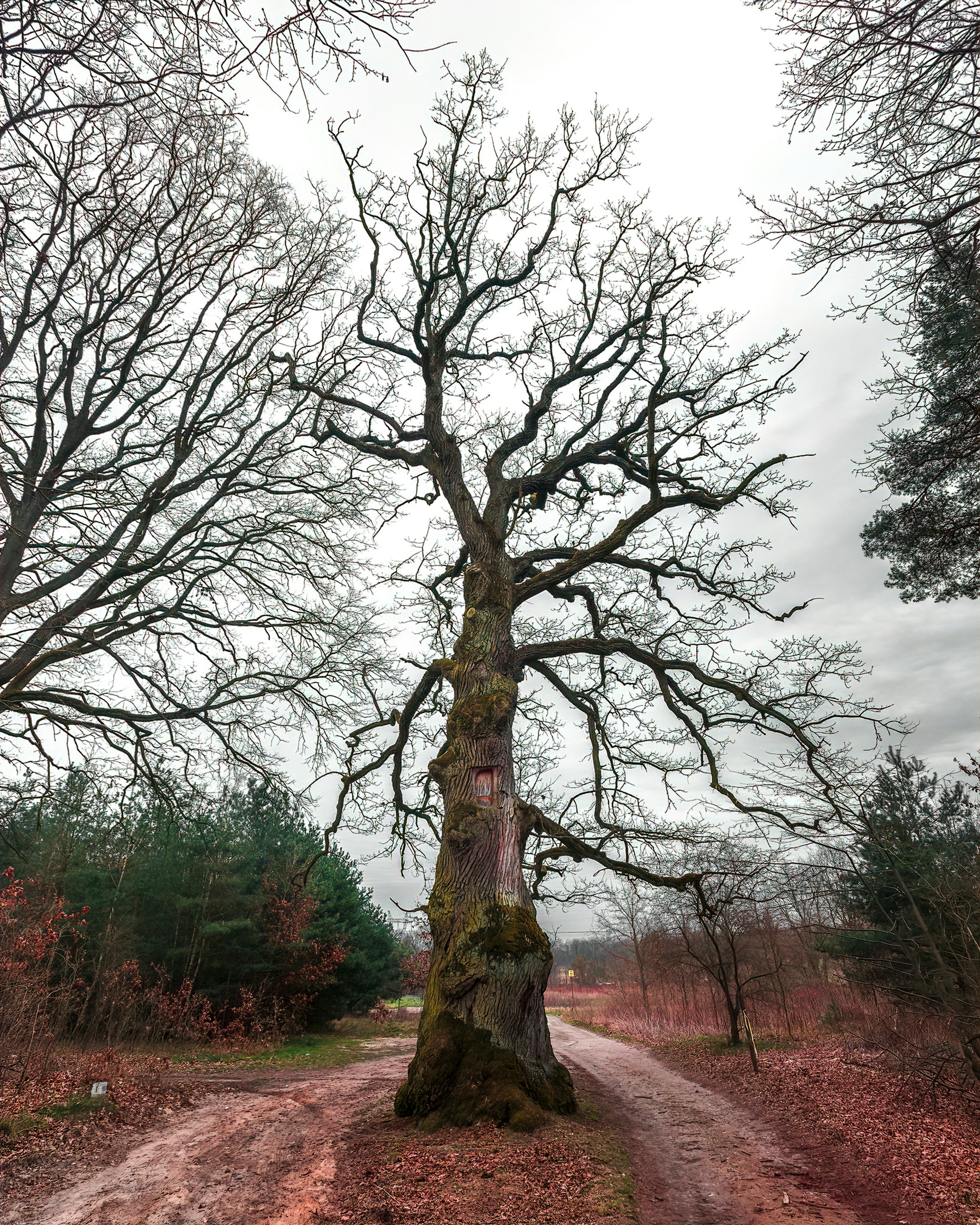 Old Sentinel on the Winding Path