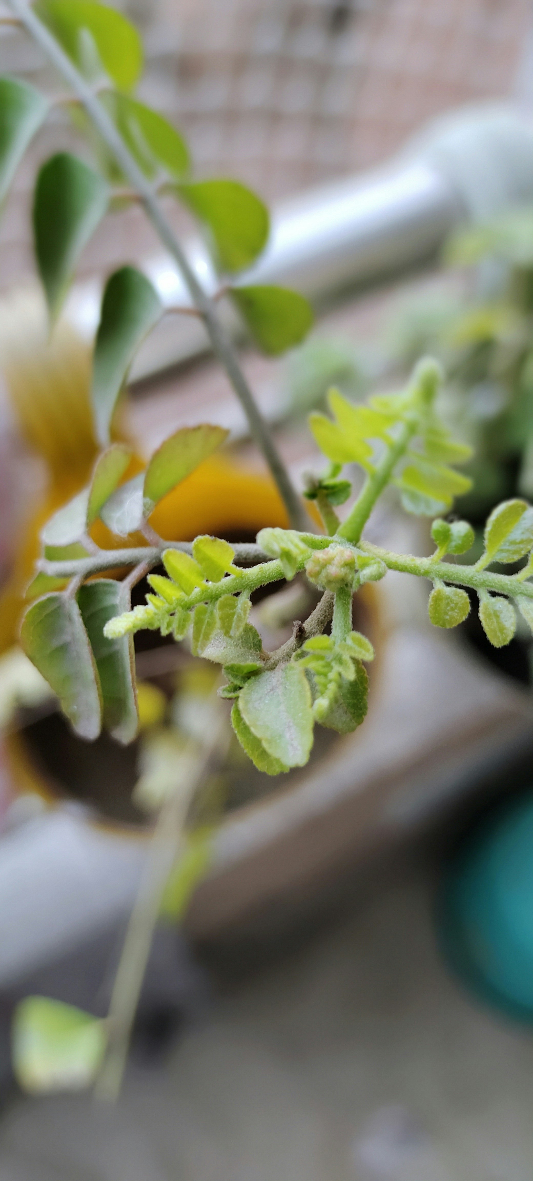 Frost-kissed foliage on a sunlit balcony stem