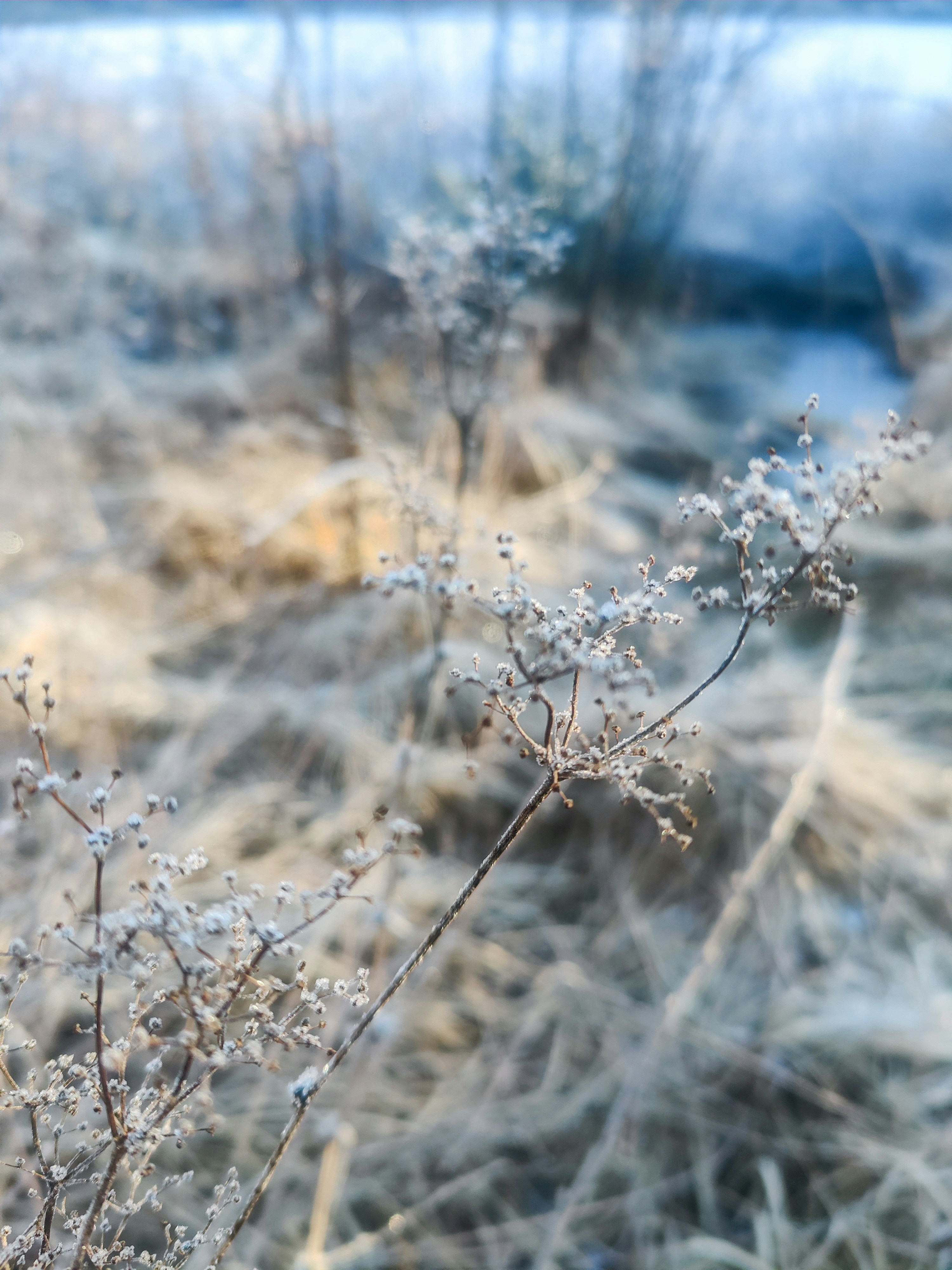 A close up of a plant with frost on it photo – Free Cold Image on Unsplash