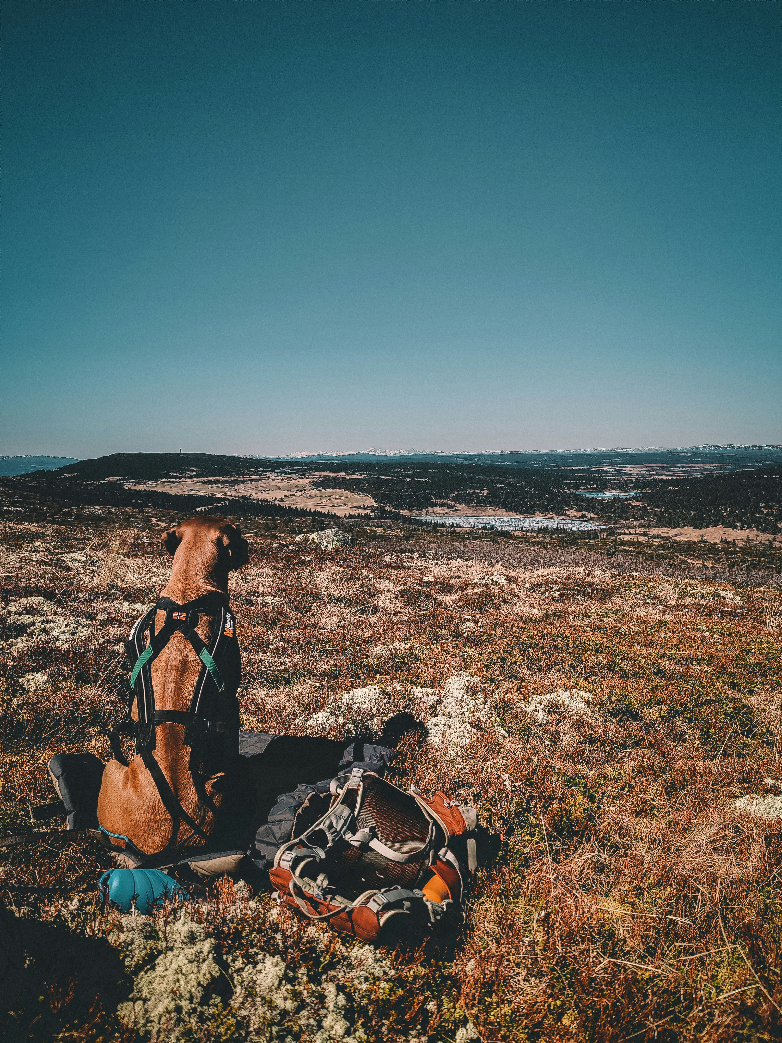 Halted Horizon: A Horse and Gear Rest in an Alpine Basin