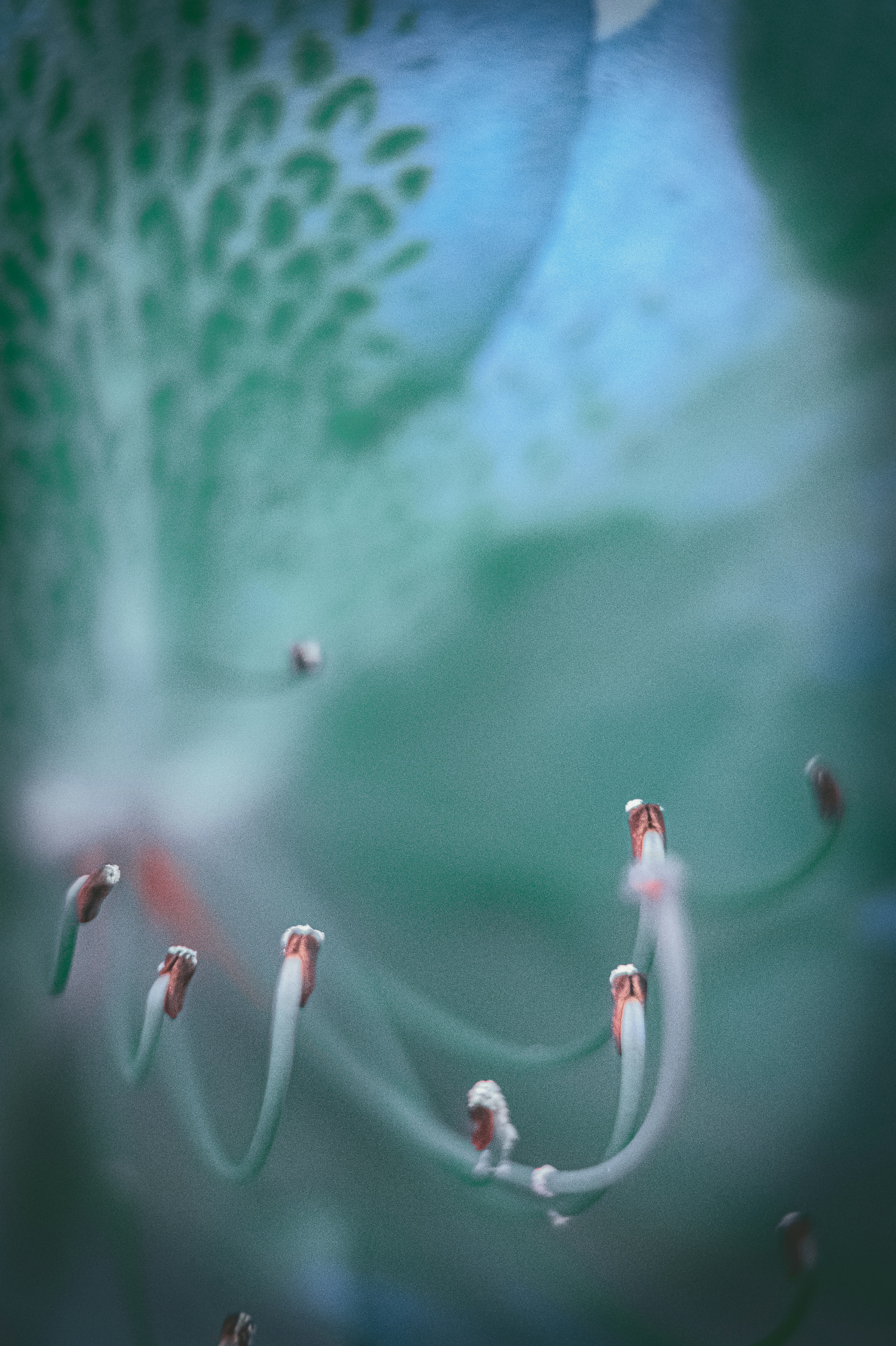Teal Bloom: curling stamens in a misted macro study