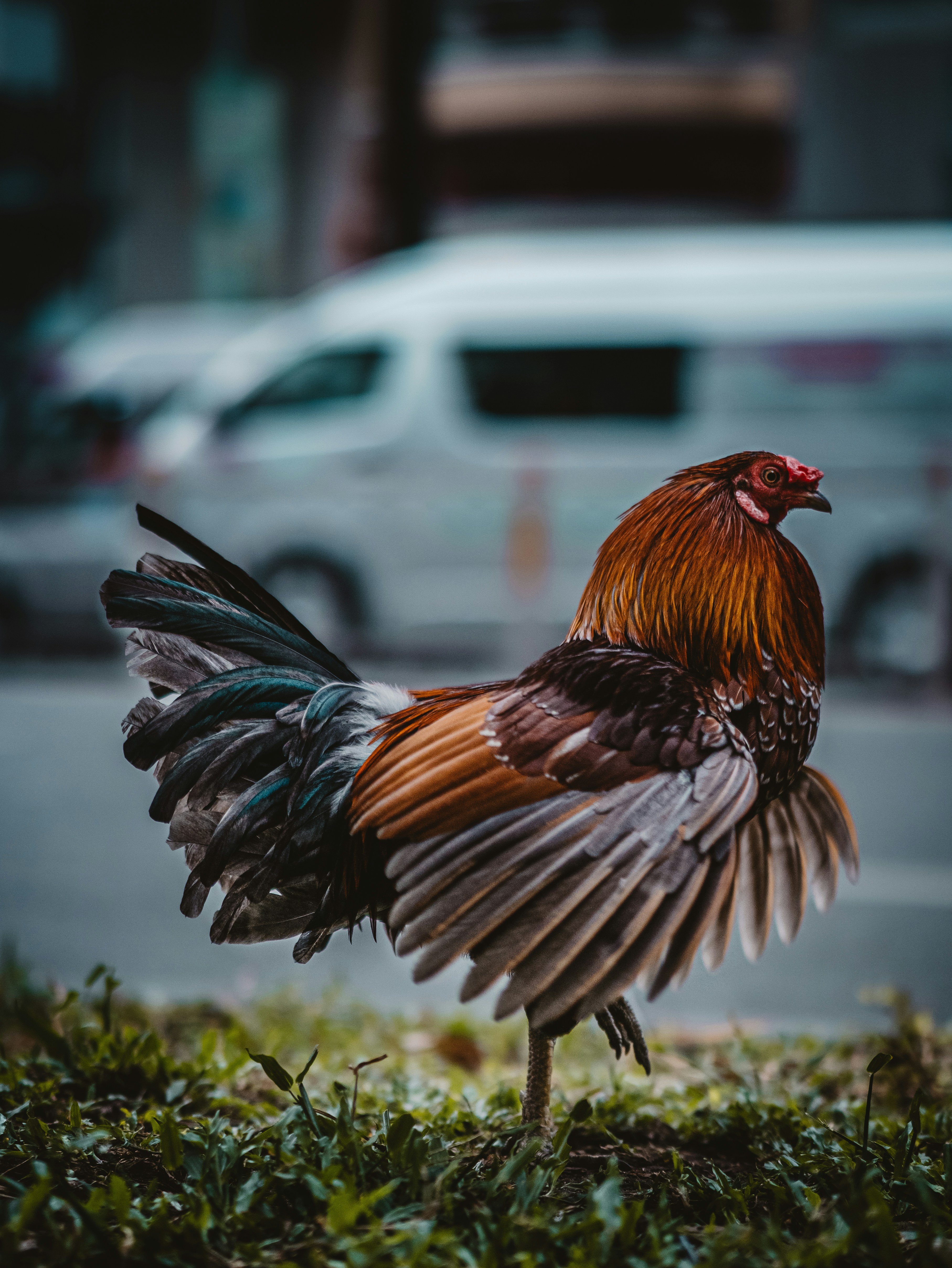 A rooster displaying its vibrant plumage stands confidently in an urban setting, with blurred vehicles in the background. The scene captures the contrast between nature and city life.