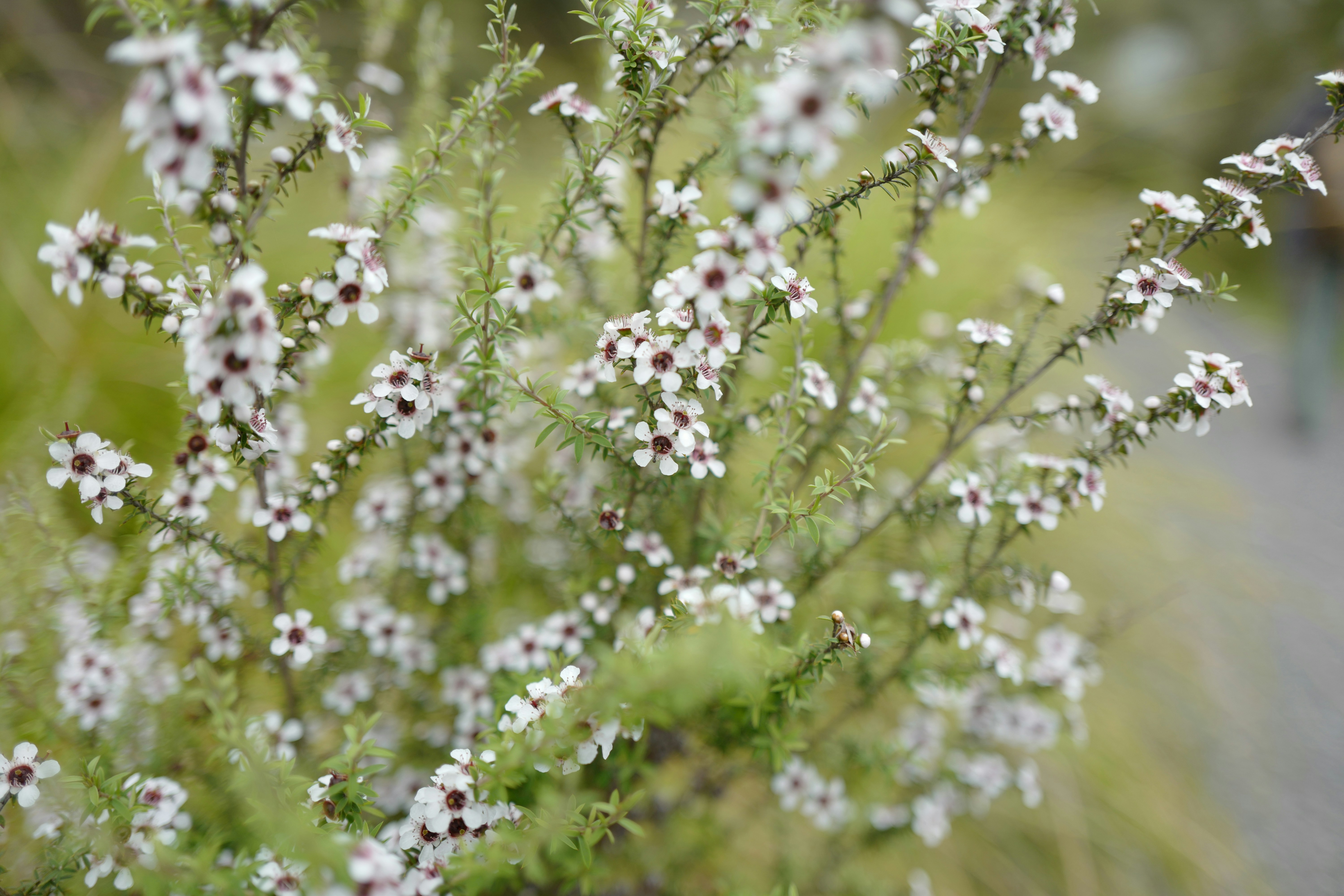 Manuka flower that is found in Manuka honey, outdoors in Rotorua New Zealand