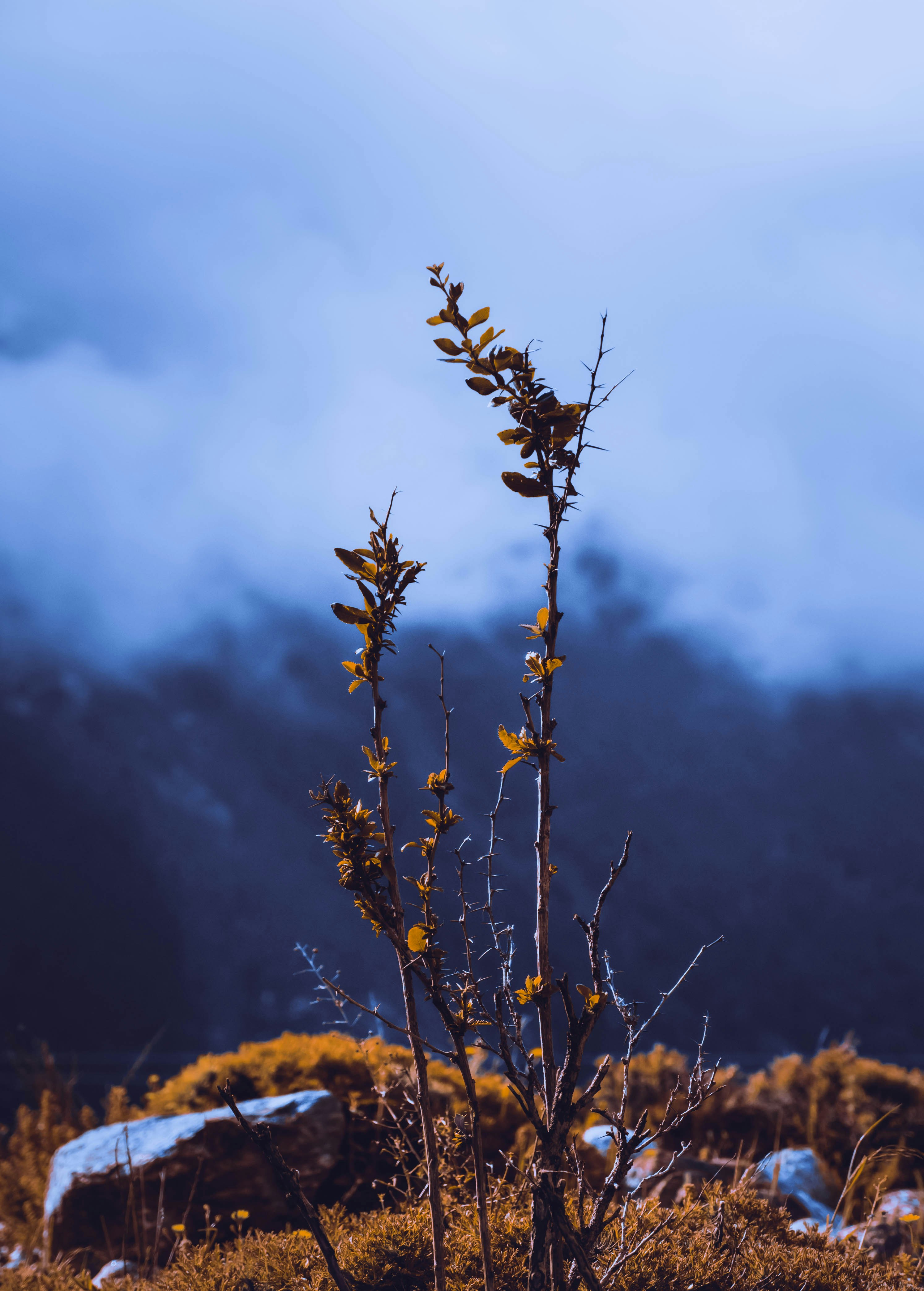 Lone Sprout Reaching Through the Blue Dusk