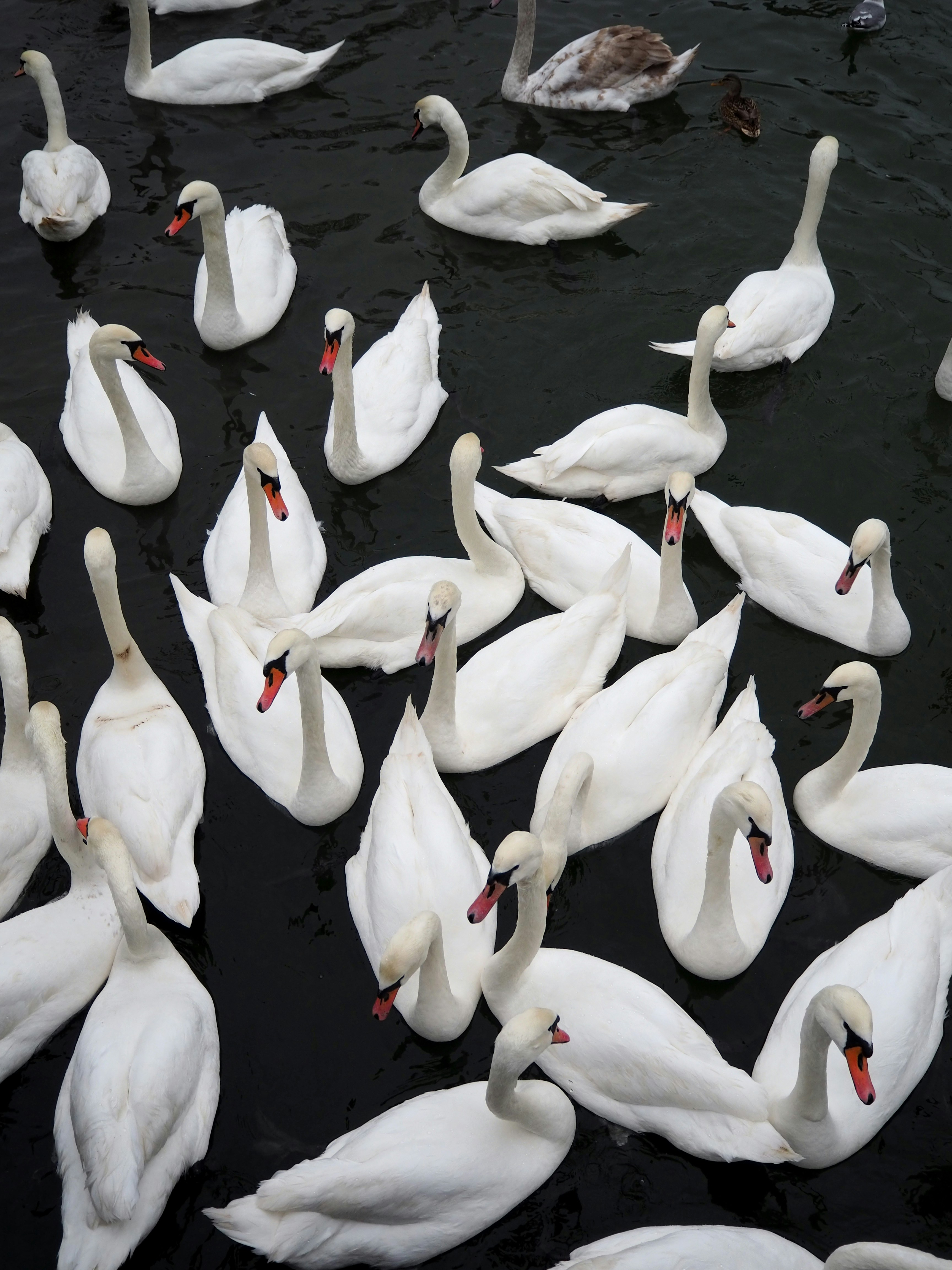a large group of white swans swimming in the water