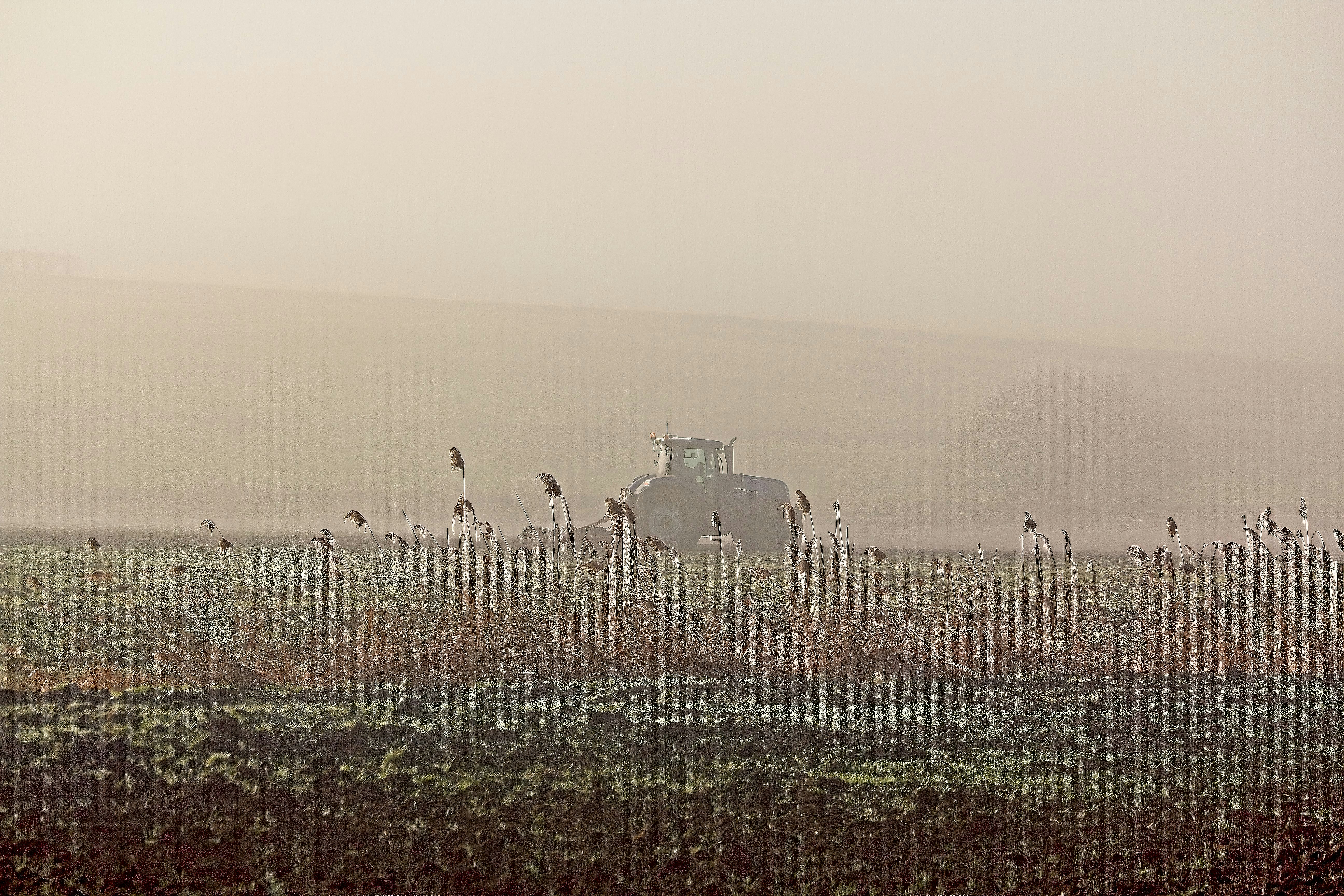 A tractor in a foggy field with a flock of birds photo – Free Hoe mill ...