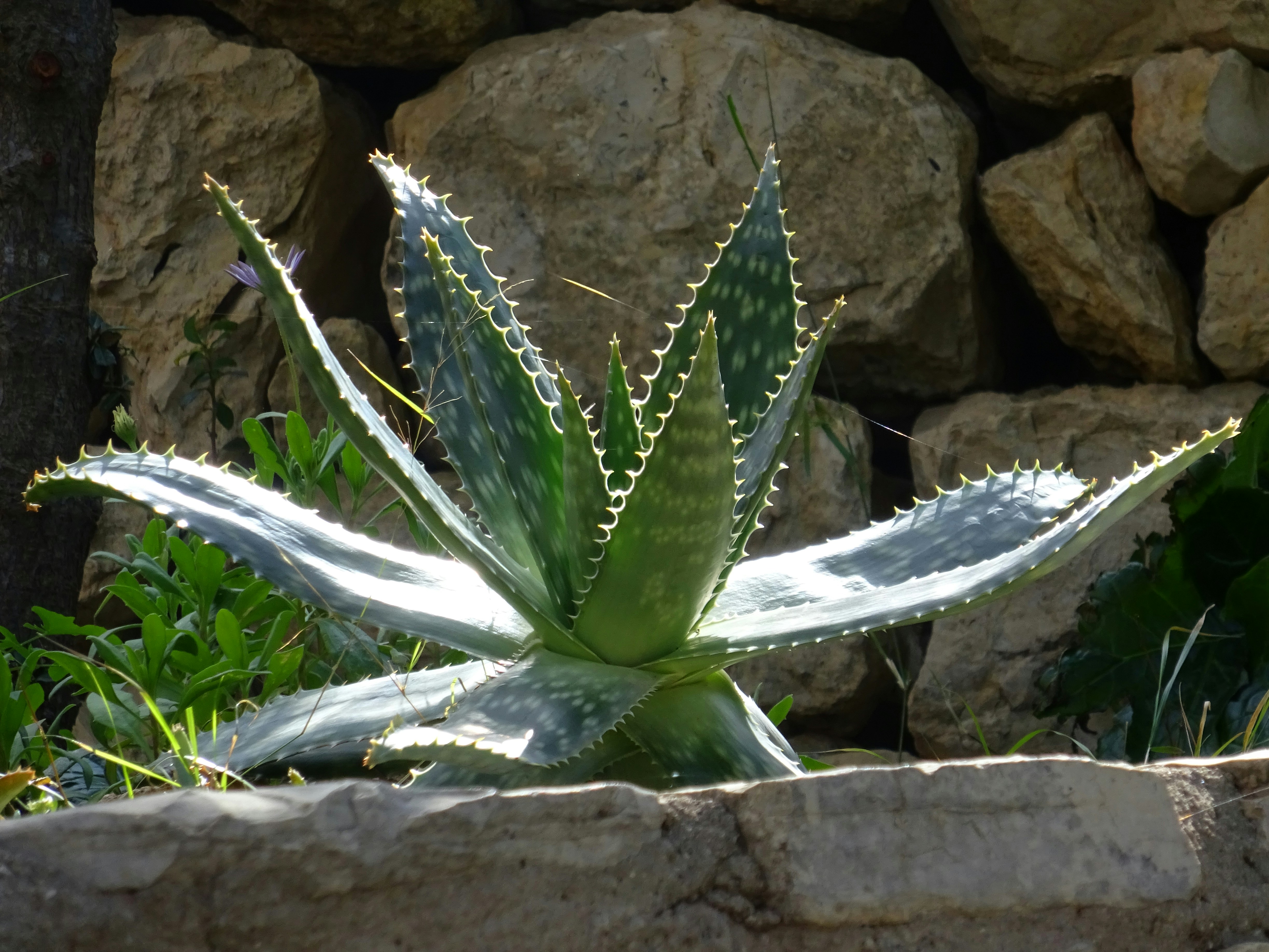 Central Agave Fronds Framed by Stone Wall