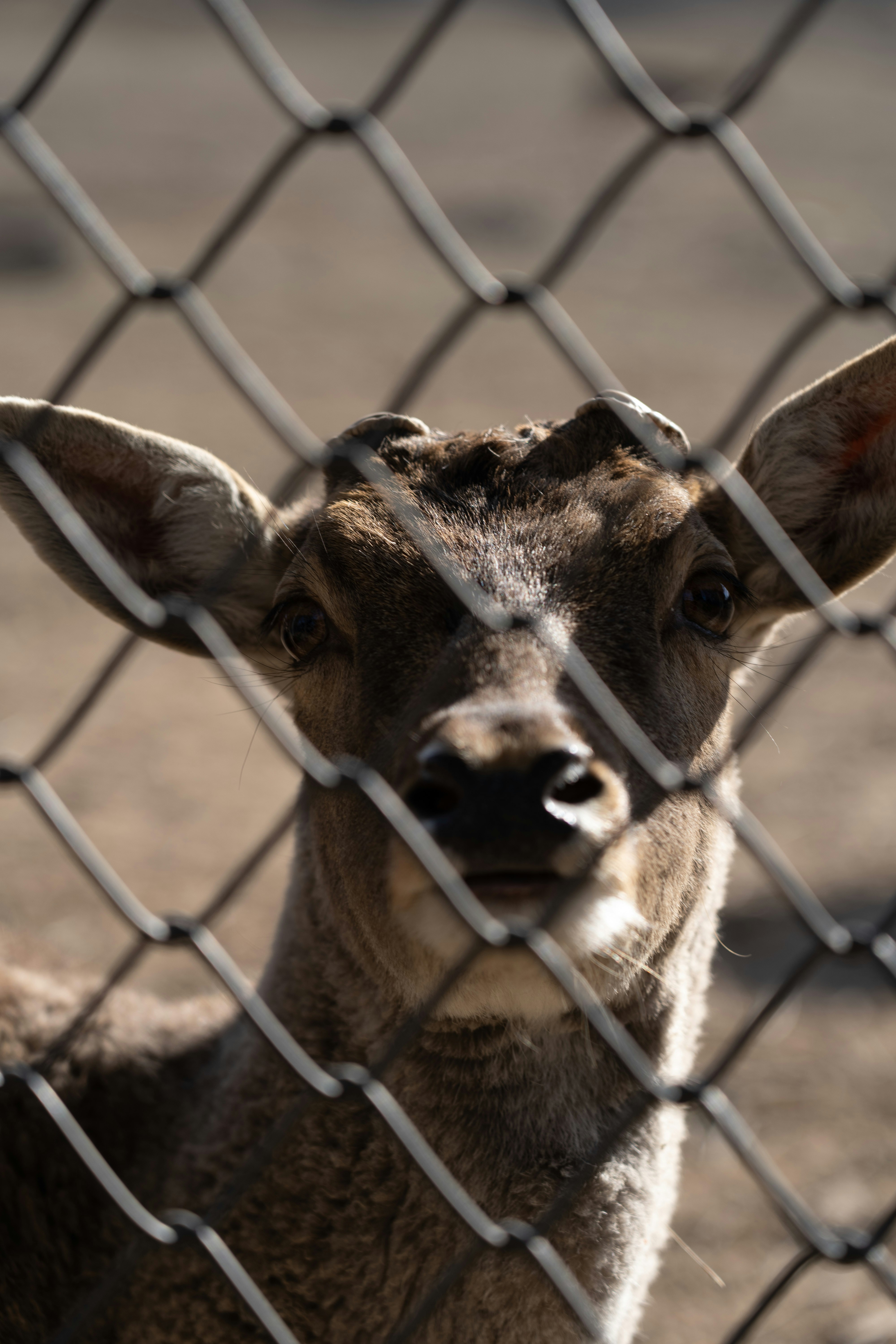 Mesh and Gaze: a deer peers through a weathered chain-link barrier