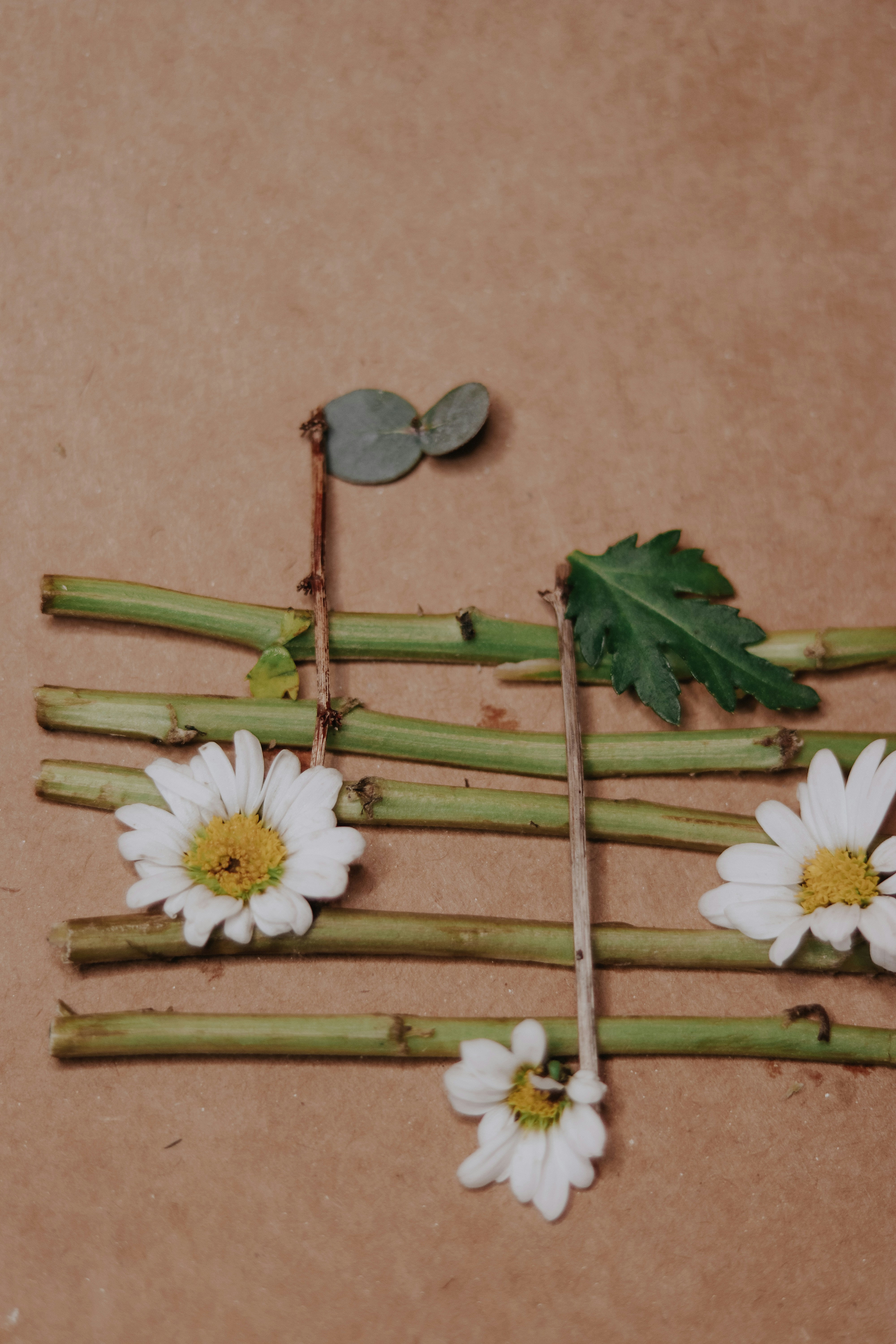 Daisy Grid: A Gentle Assembly of White Petals on a Reed Fence
