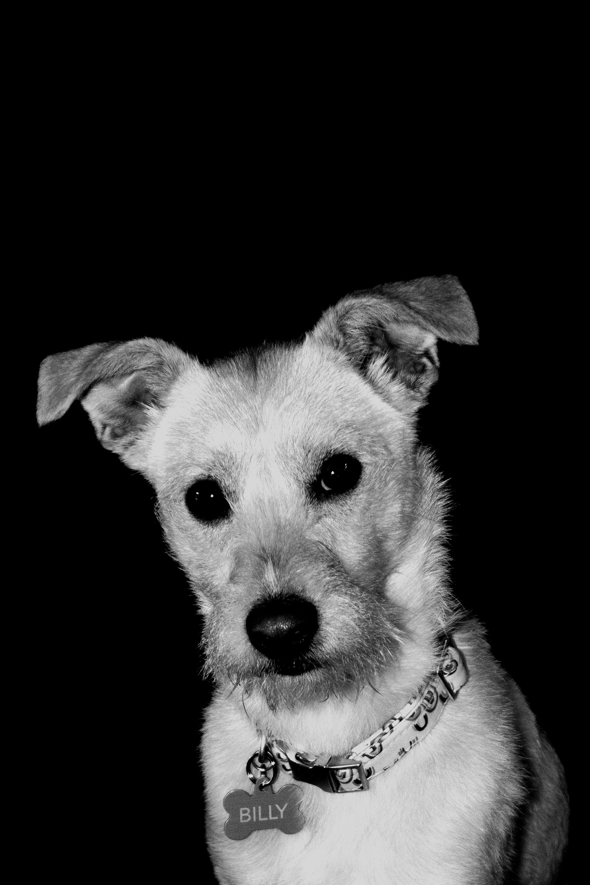 Tag on a friendly gaze: Billy the beagle mix against night-dark backdrop