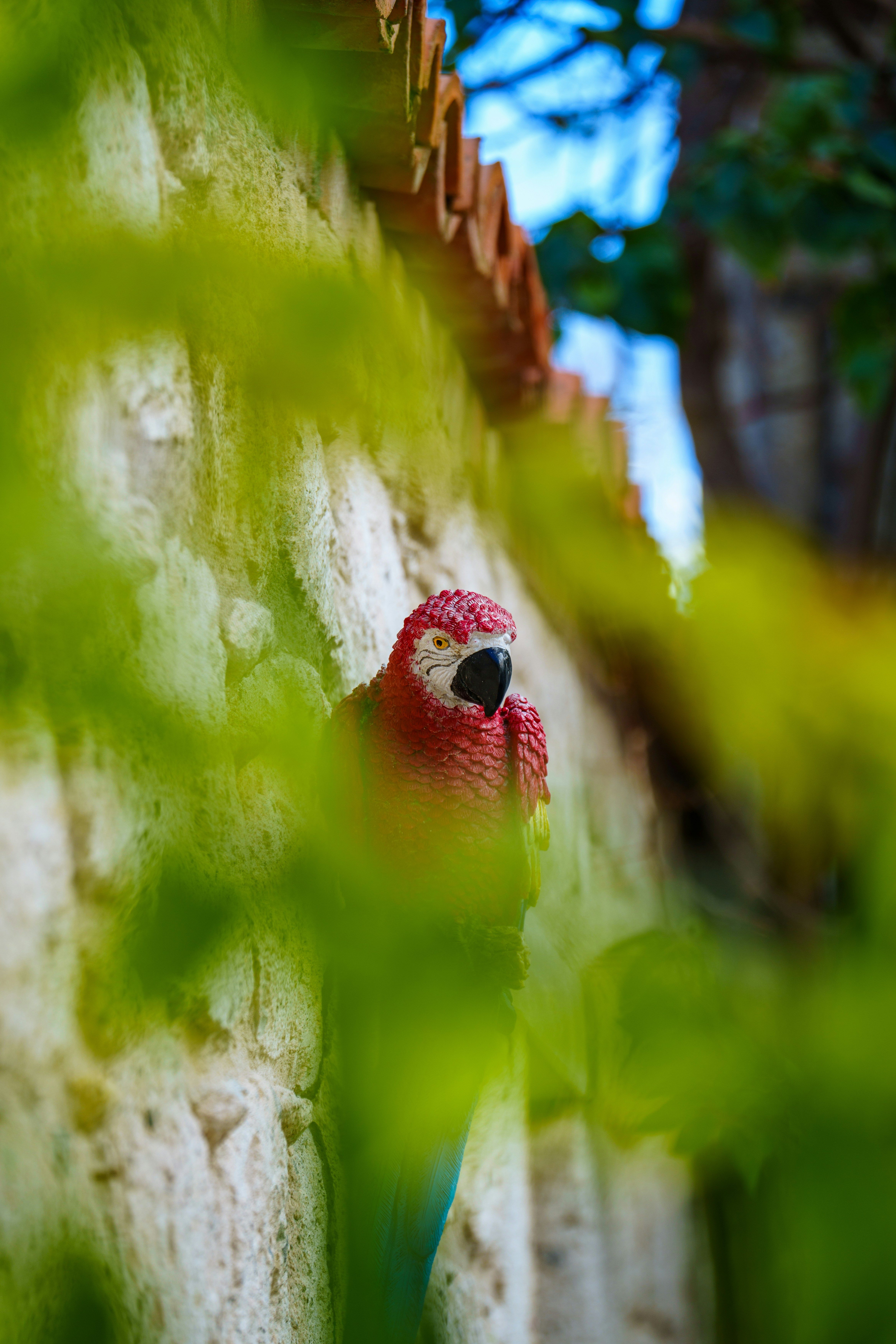 Crimson Macaw Peering Through a Mossy Wall