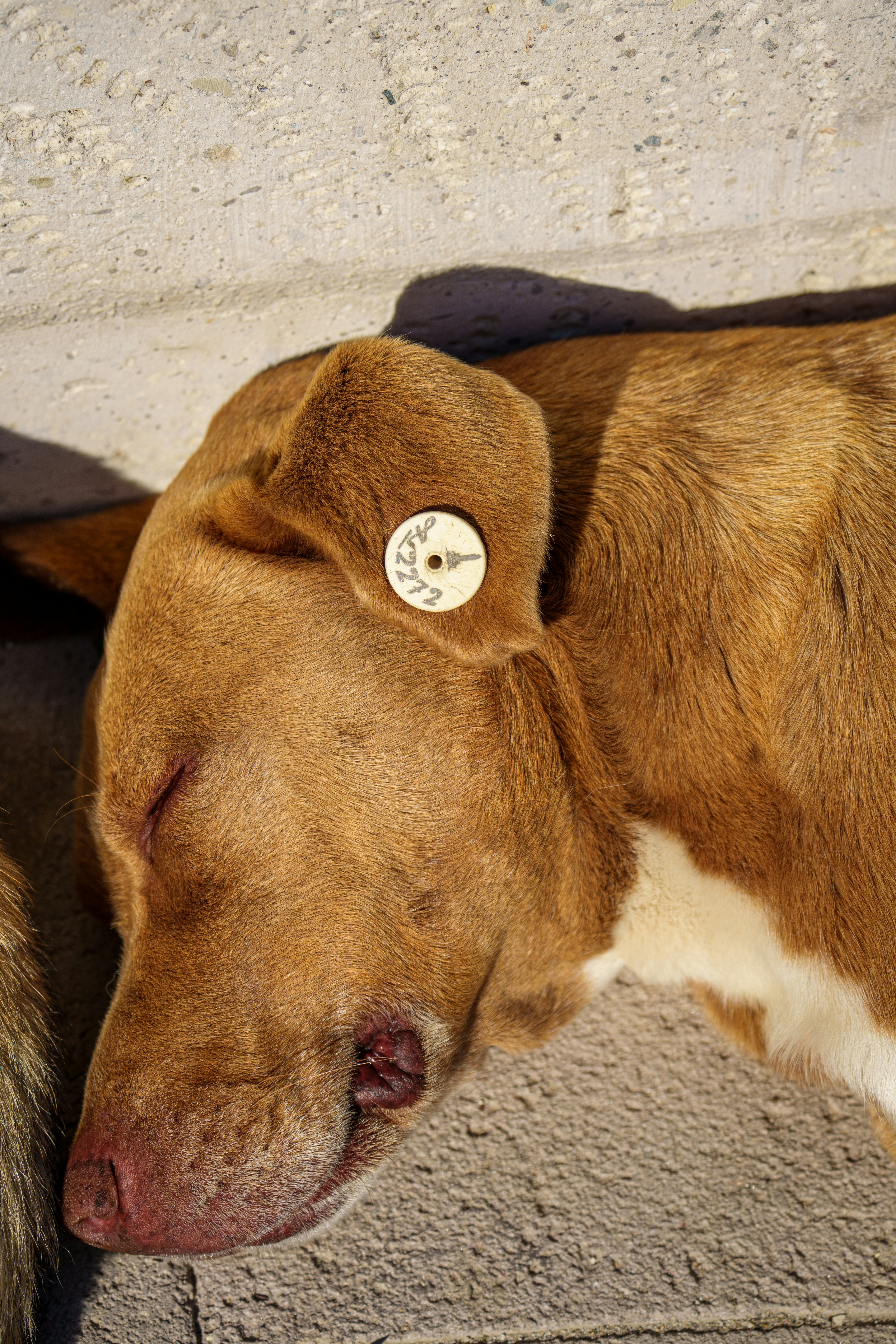 Ear-tagged Tranquility: a brown hound resting on sun-warmed concrete