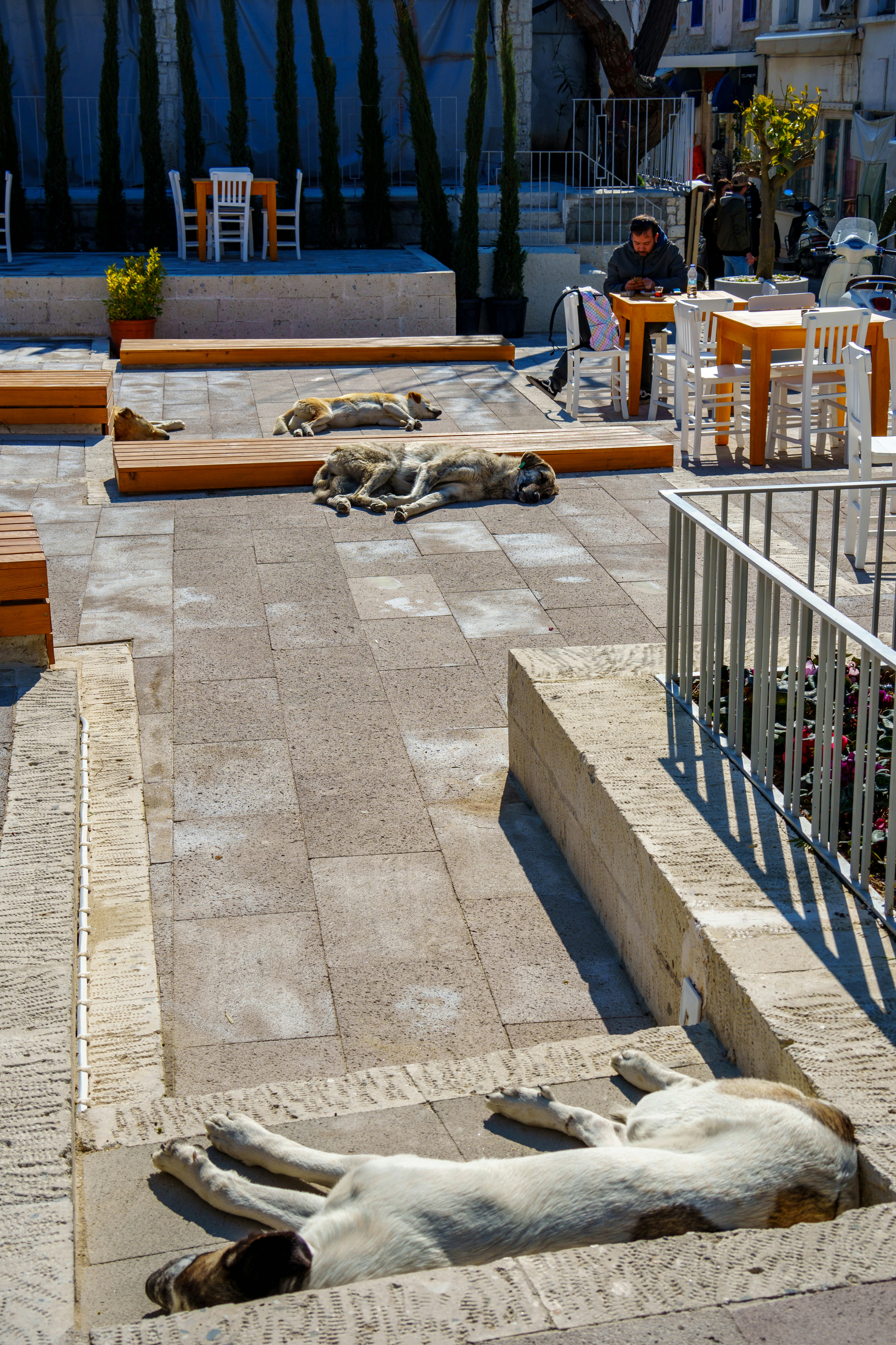 Sunlit Terrace Siestas: Dozing Dogs on a Mediterranean Plaza