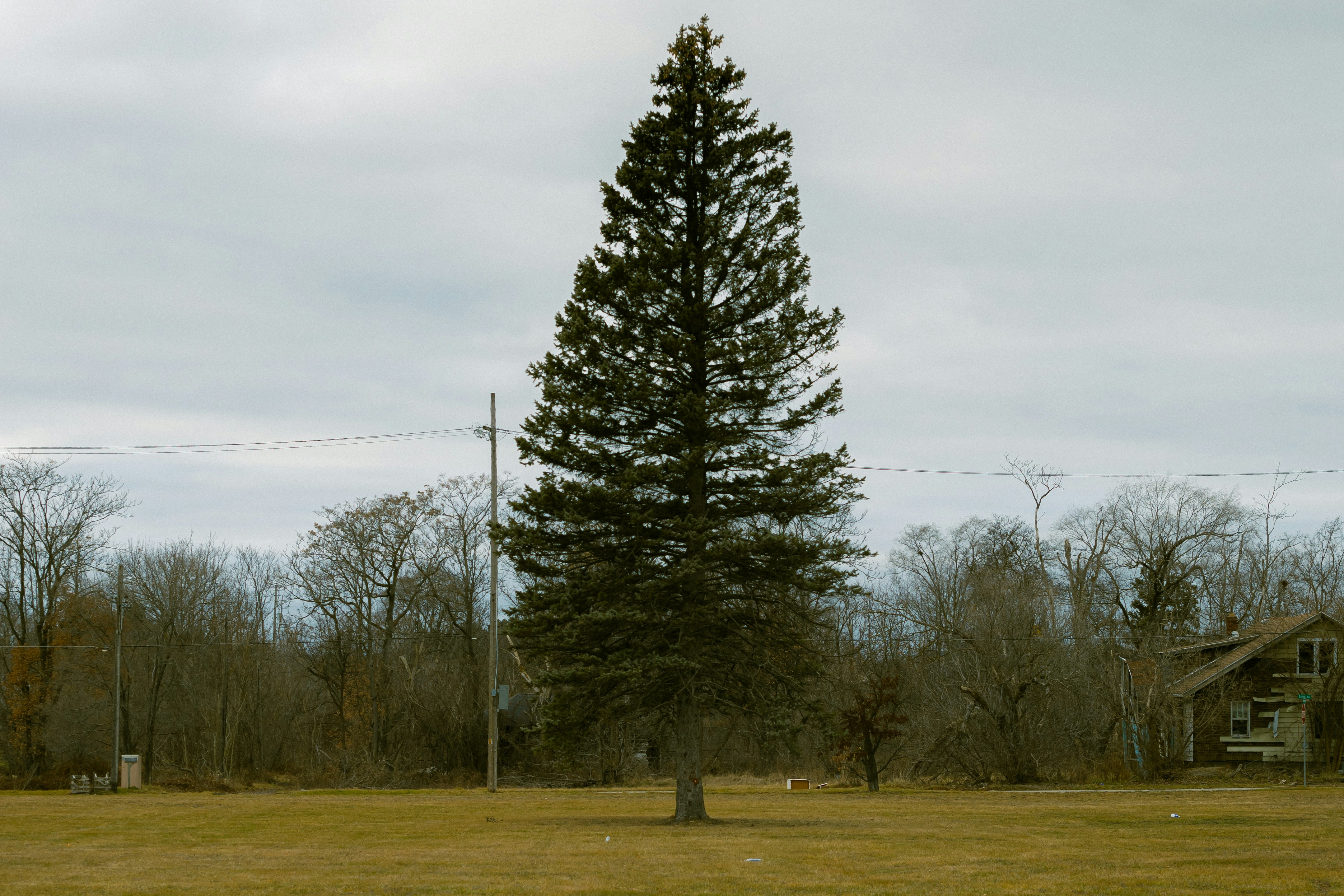  lonely pine in a quiet suburban field