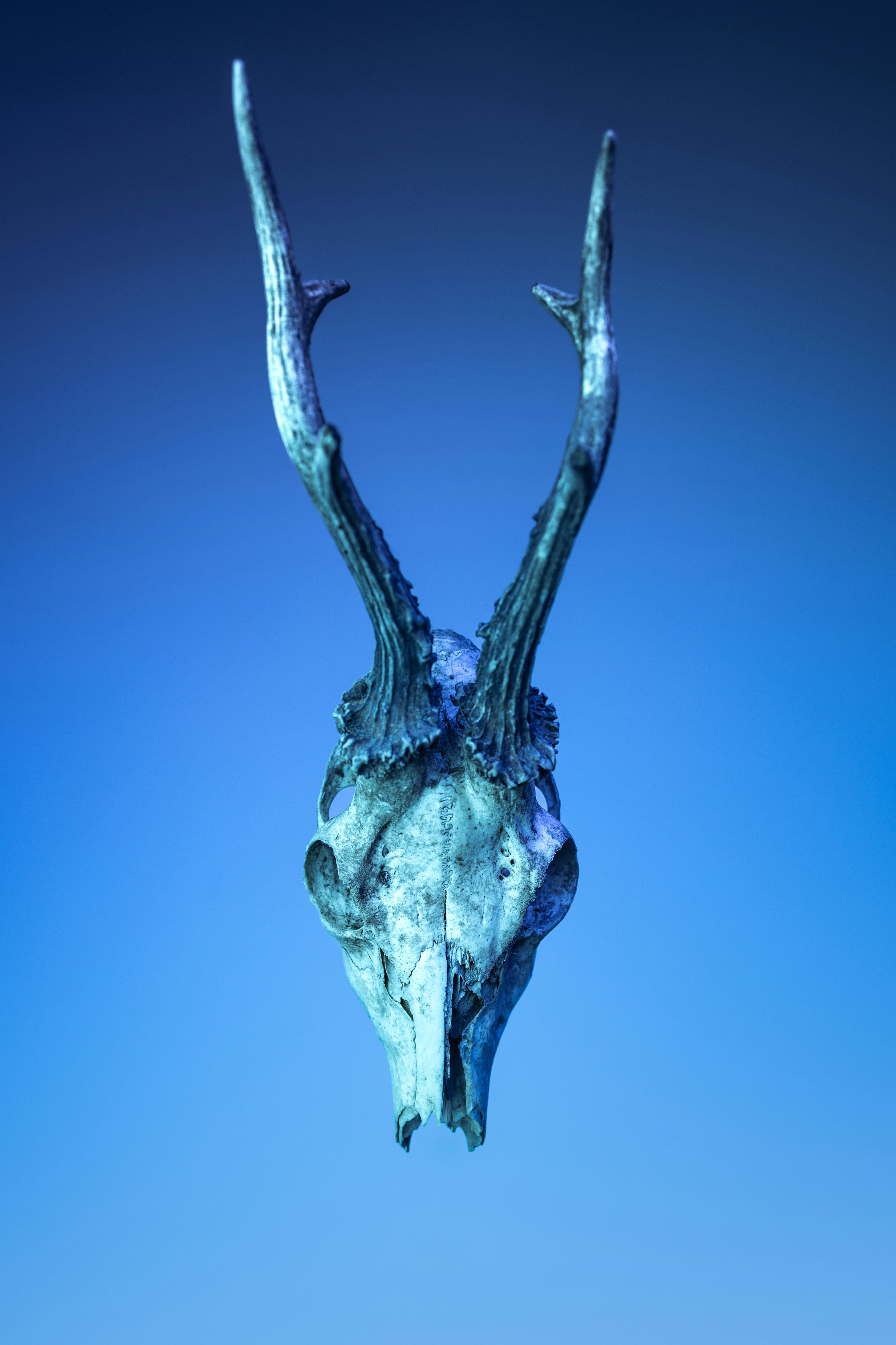 An animal skull hanging upside down in the air photo – Free Poland ...